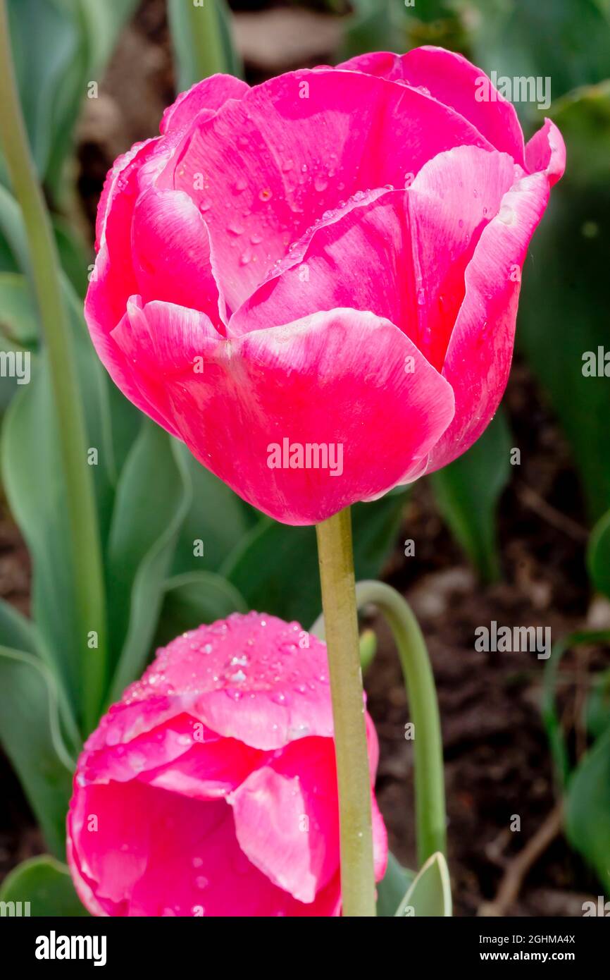 Tulip 'Carola' in bloom in a garden Stock Photo - Alamy