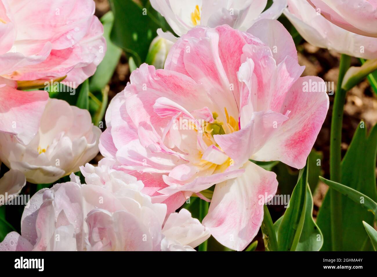 Tulip 'Angelique' in bloom in a garden Stock Photo - Alamy