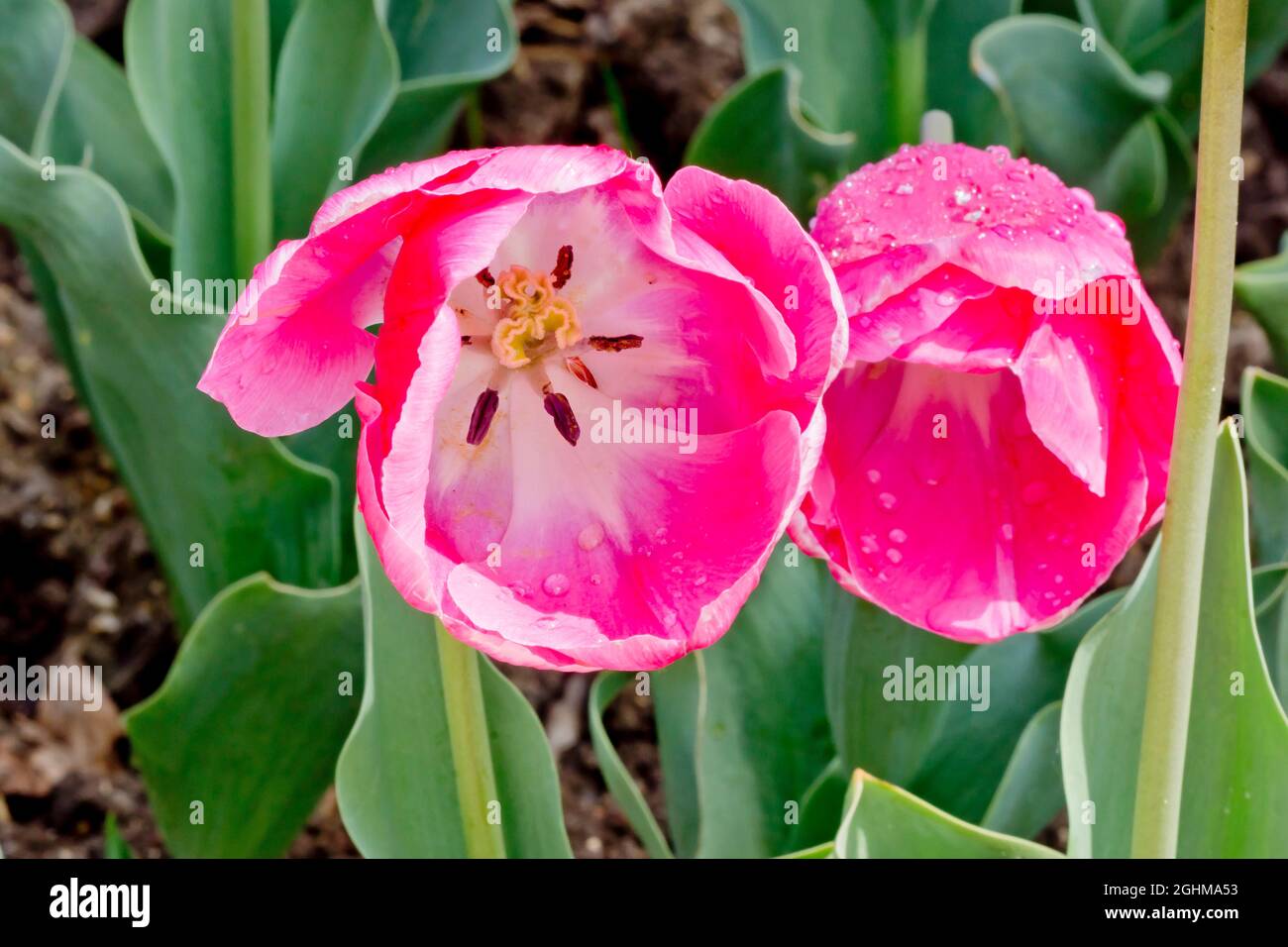 Tulip 'Carola' in bloom in a garden Stock Photo - Alamy
