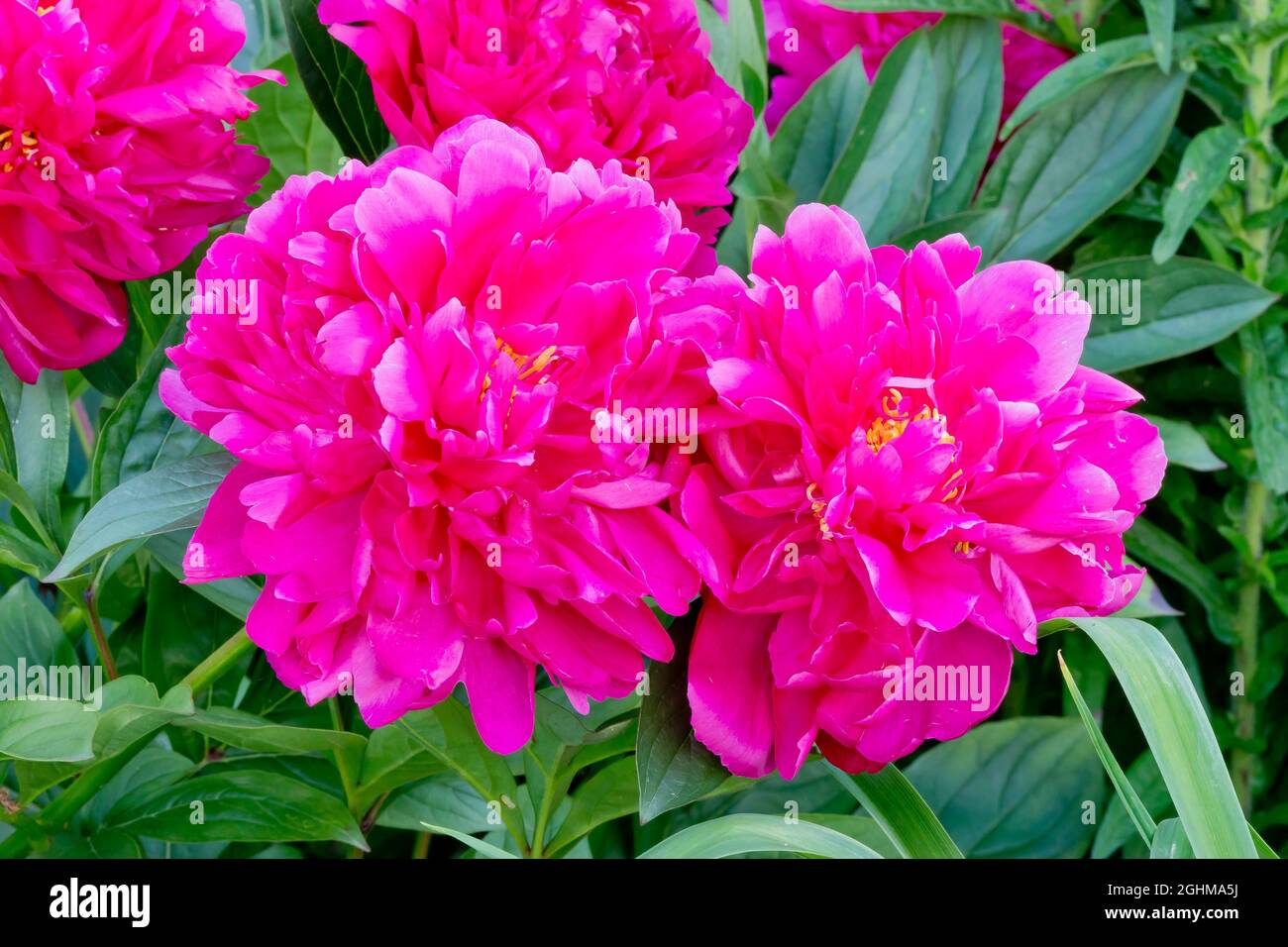 Peony 'Irwin Altman' in bloom in a garden Stock Photo - Alamy