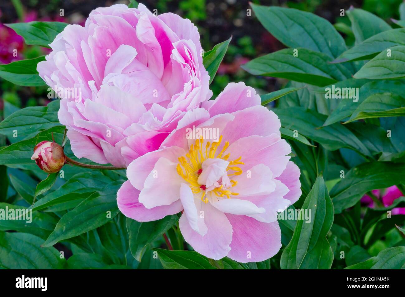 Peony 'Gilbert Barthelot' in bloom in a garden Stock Photo - Alamy