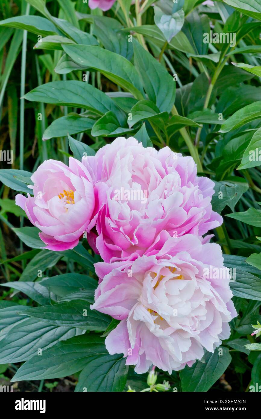 Peony 'Gilbert Barthelot' in bloom in a garden Stock Photo - Alamy