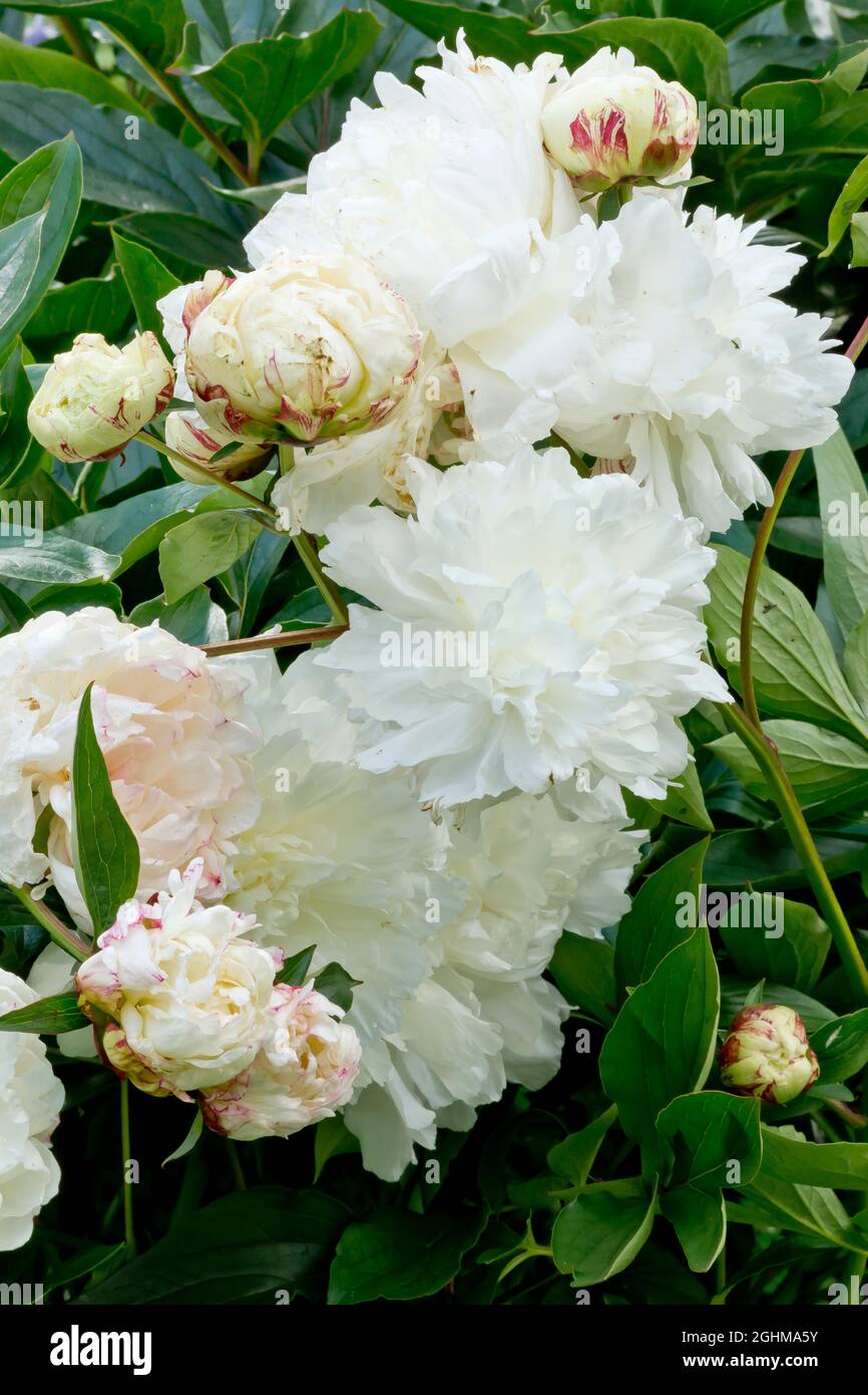 Peony 'Alice Harding' in bloom in a garden Stock Photo - Alamy