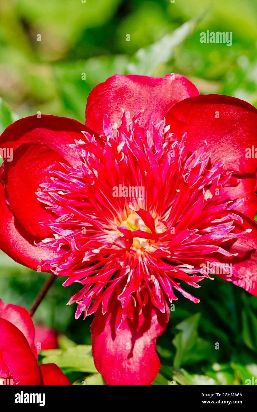 Peony 'Alice Harding' in bloom in a garden Stock Photo - Alamy