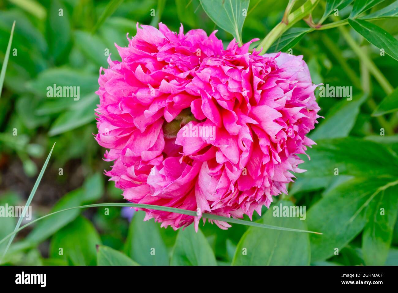 Peony 'Angelo Cobb Freeborn' in bloom in a garden Stock Photo - Alamy