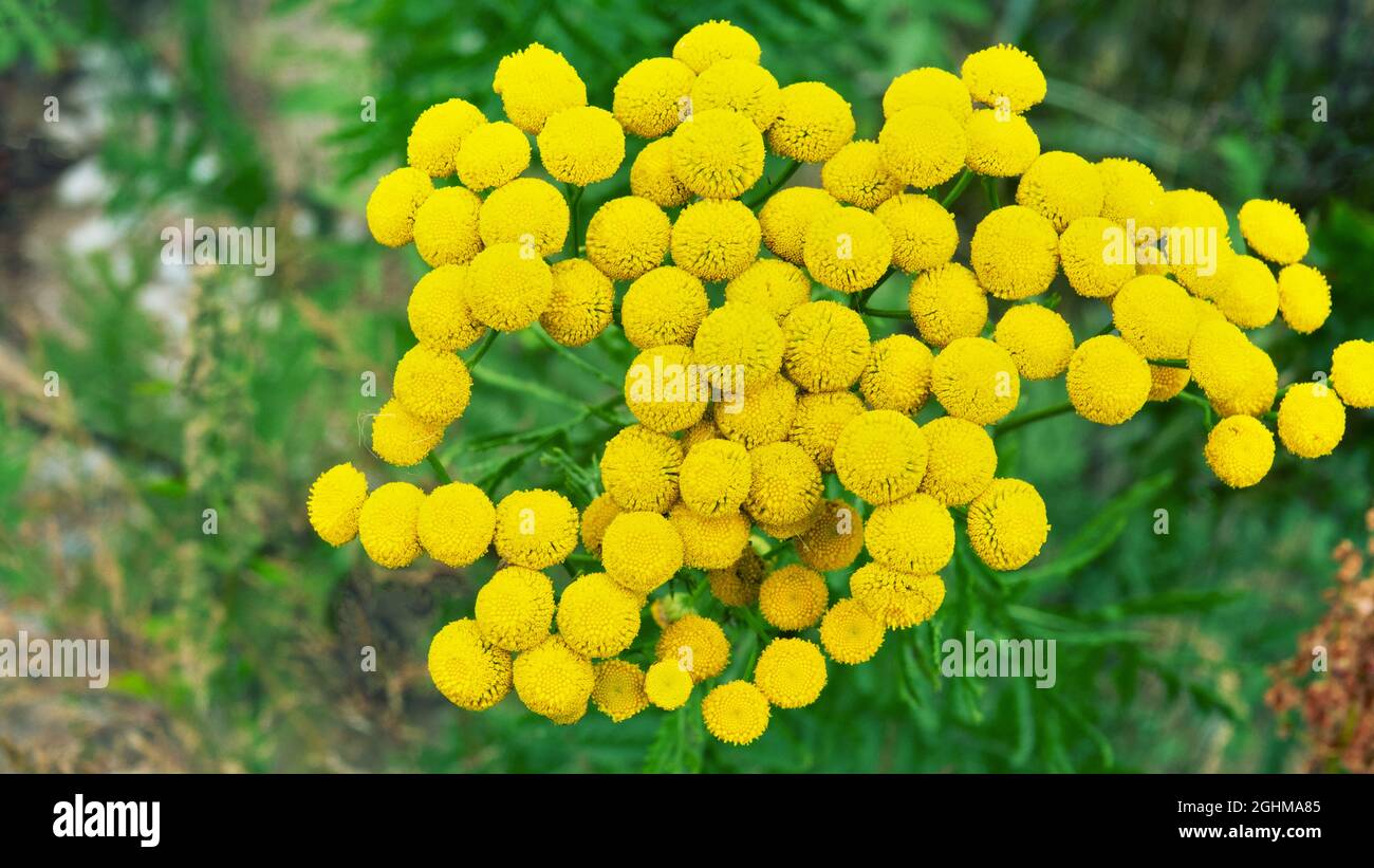 Yellow Ginger plant (Tanacetum vulgare) inflorescence Stock Photo - Alamy