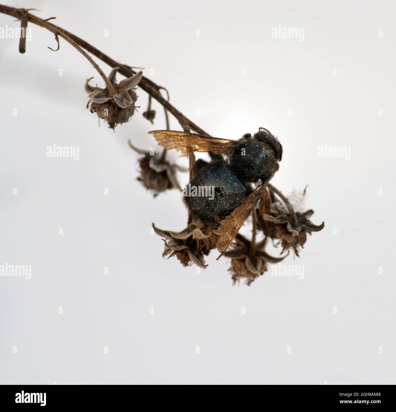 Death of insects. Winter is not compatible with life of environment ...