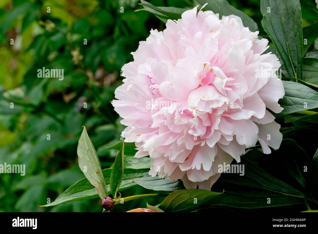 Peony 'Sarah Bernhardt' in bloom in a garden Stock Photo - Alamy