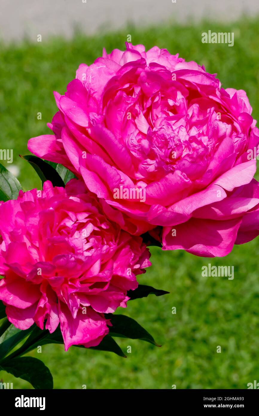 Peony 'Princess Margaret' in bloom in a garden Stock Photo - Alamy