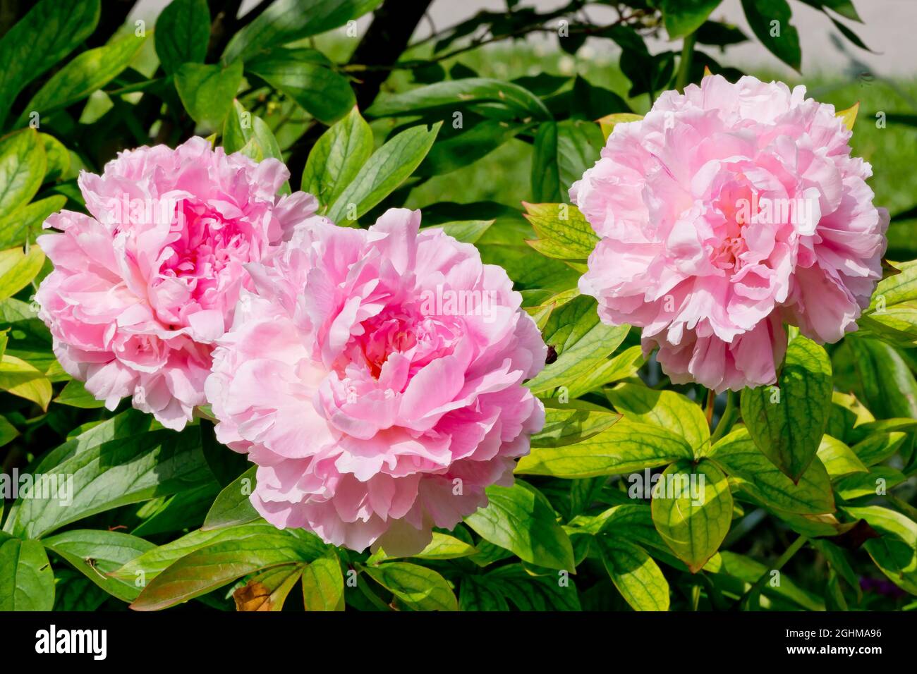 Peony 'Vivid Rose' in bloom in a garden Stock Photo - Alamy