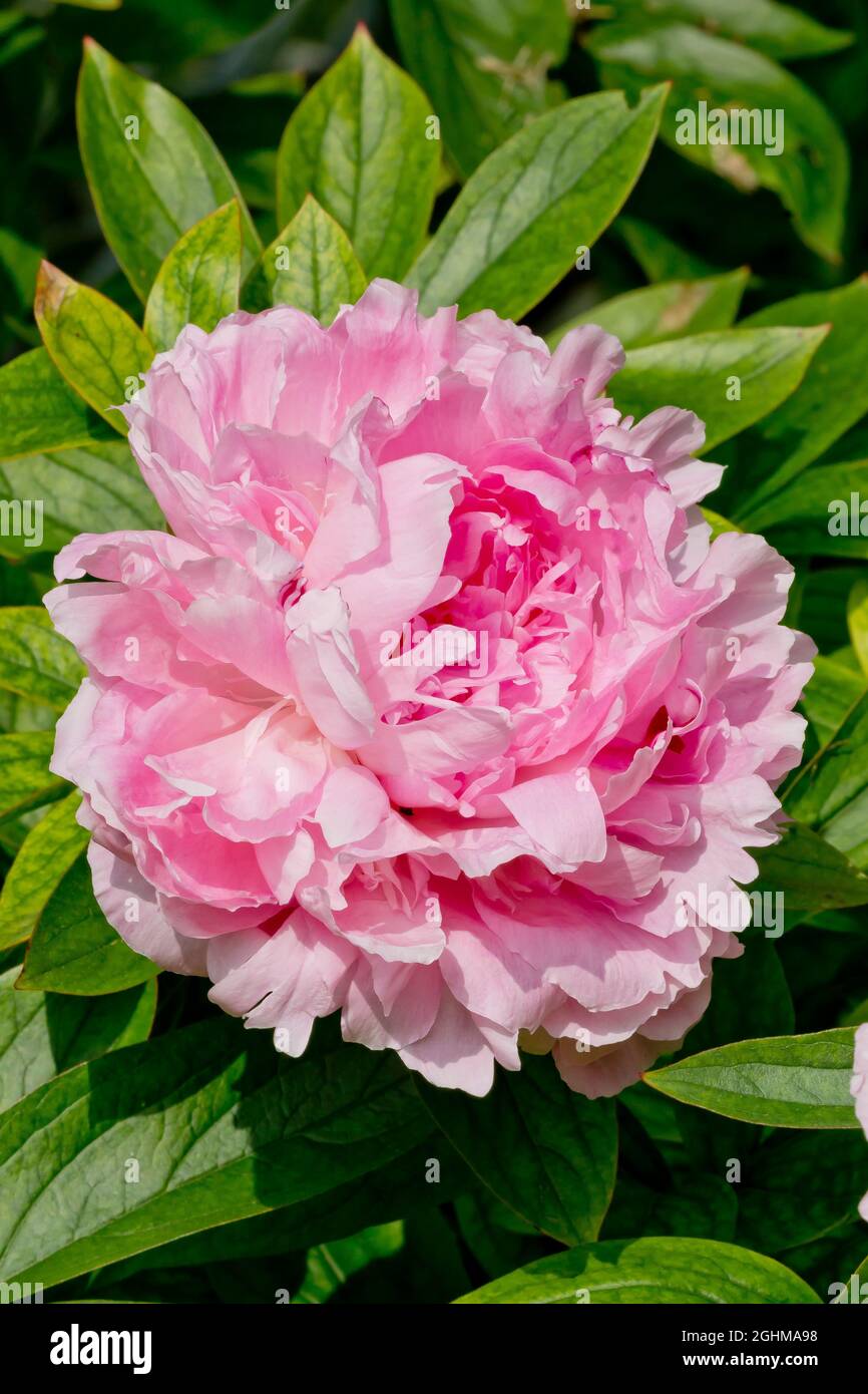 Peony 'Vivid Rose' in bloom in a garden Stock Photo - Alamy