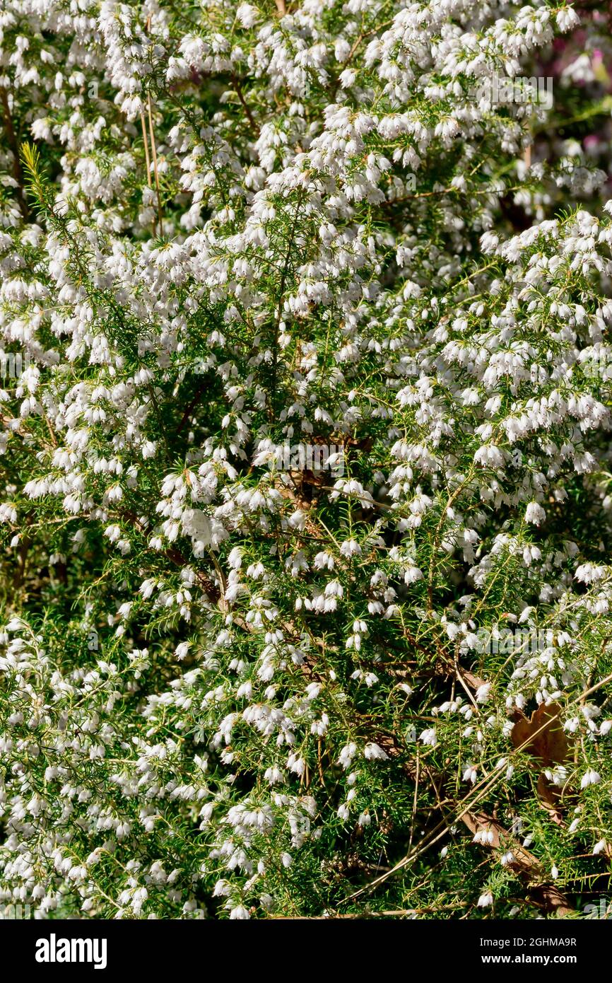 Erica arborea 'Pink Joy' Stock Photo - Alamy