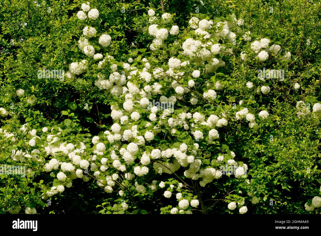 Viburnum opulus 'Roseum' Stock Photo - Alamy