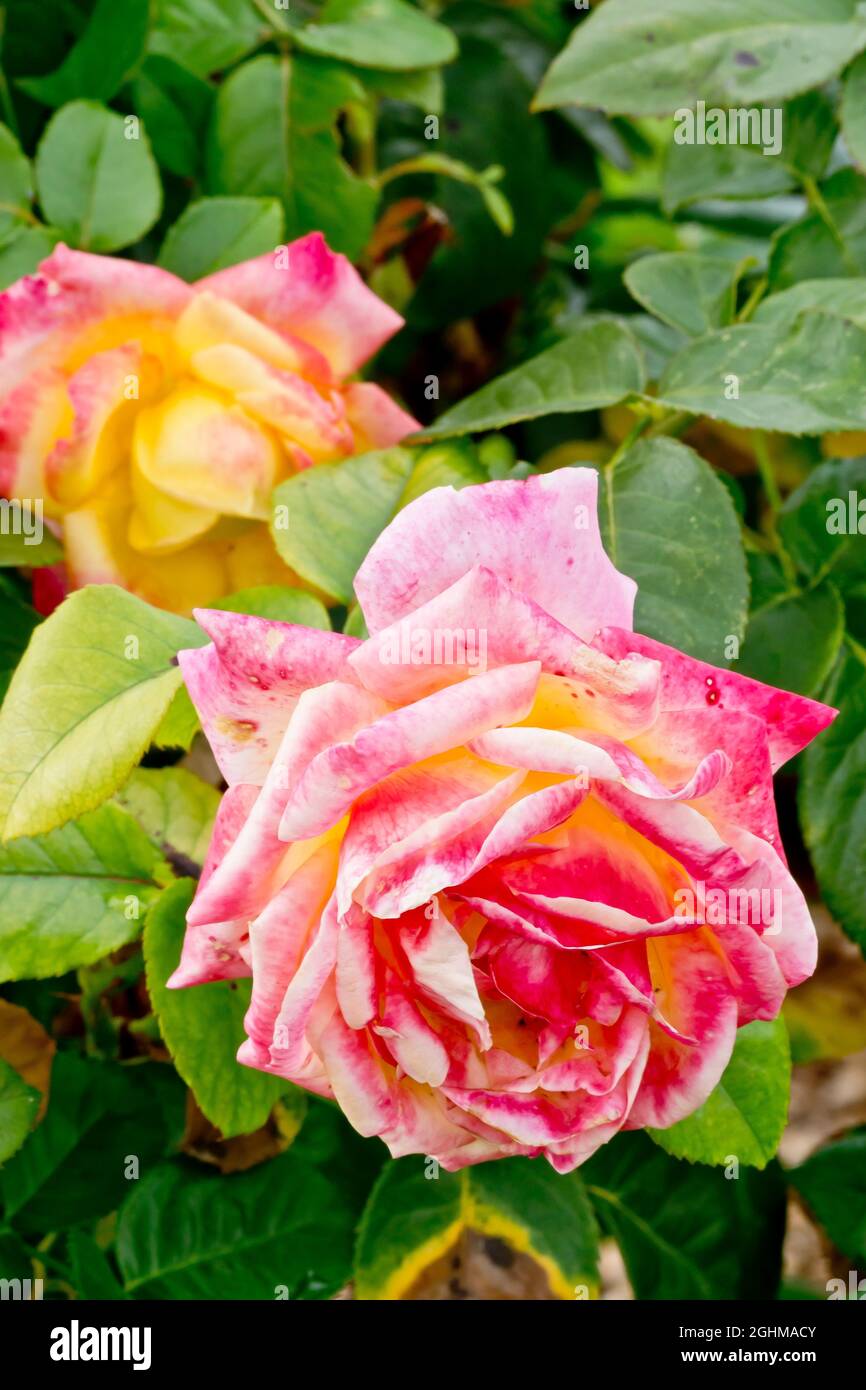 Rose tree 'Pullman Orient-Express' in bloom in a garden Stock Photo - Alamy
