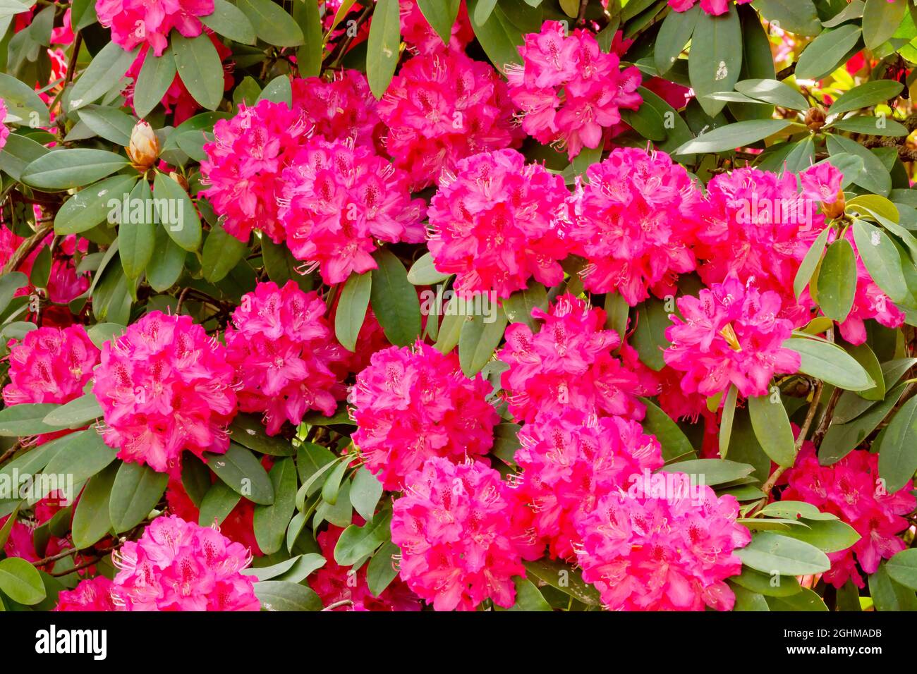 Rhododendron 'Cynthia' in bloom in a garden Stock Photo - Alamy