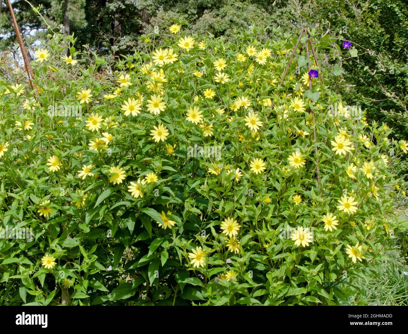 Helianthus 'Lemon Queen' Stock Photo - Alamy