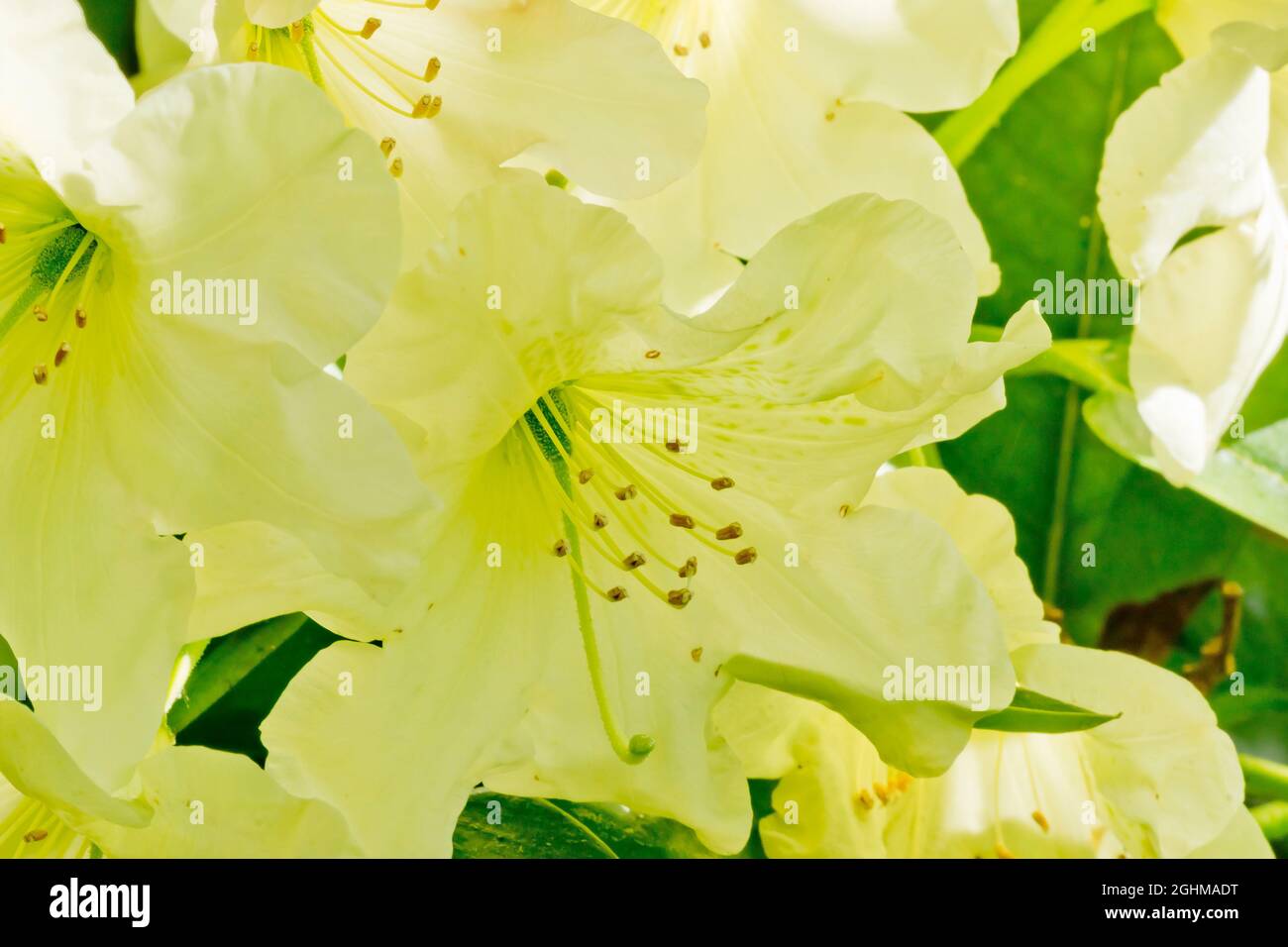 Rhododendron 'Golden Star' in bloom in a garden Stock Photo - Alamy