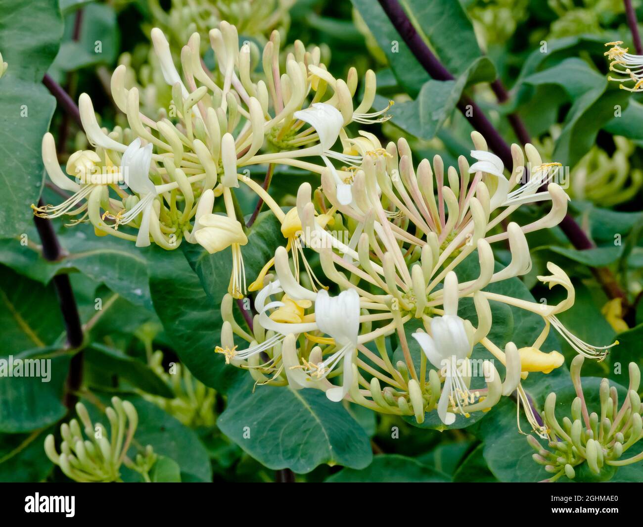 Lonicera etrusca 'Michael Rosse' Stock Photo - Alamy