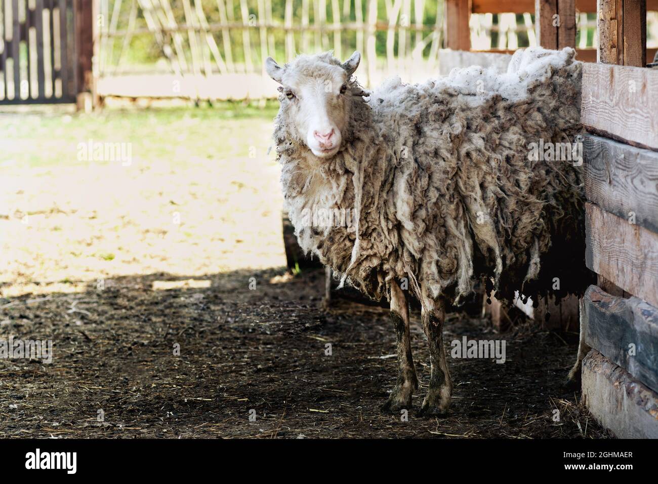sheep with long dirty wool comes out of the pen into the yard selective ...