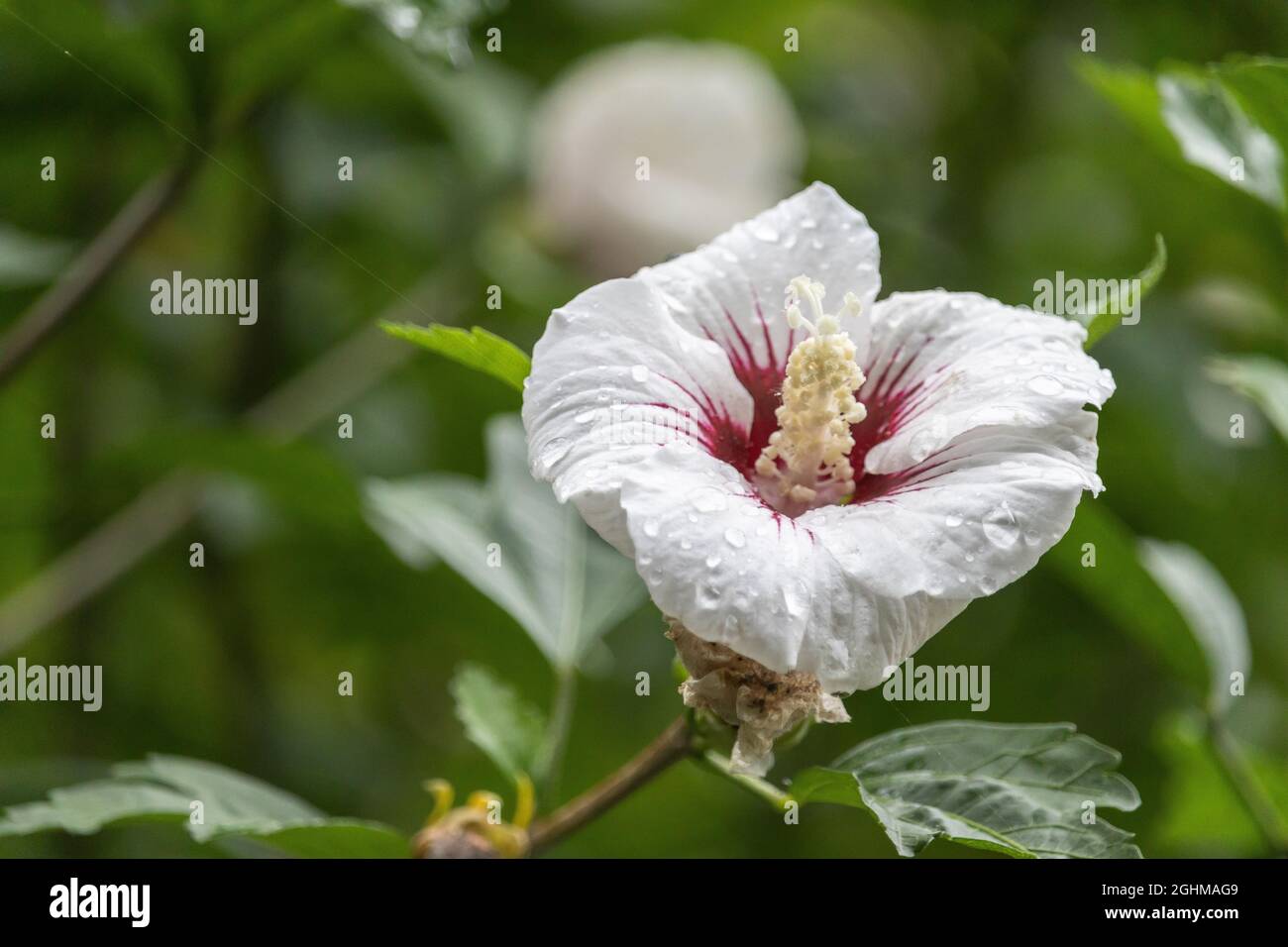 Closeup shot of water droplets on a delicate Hawaiian hibiscus flower ...