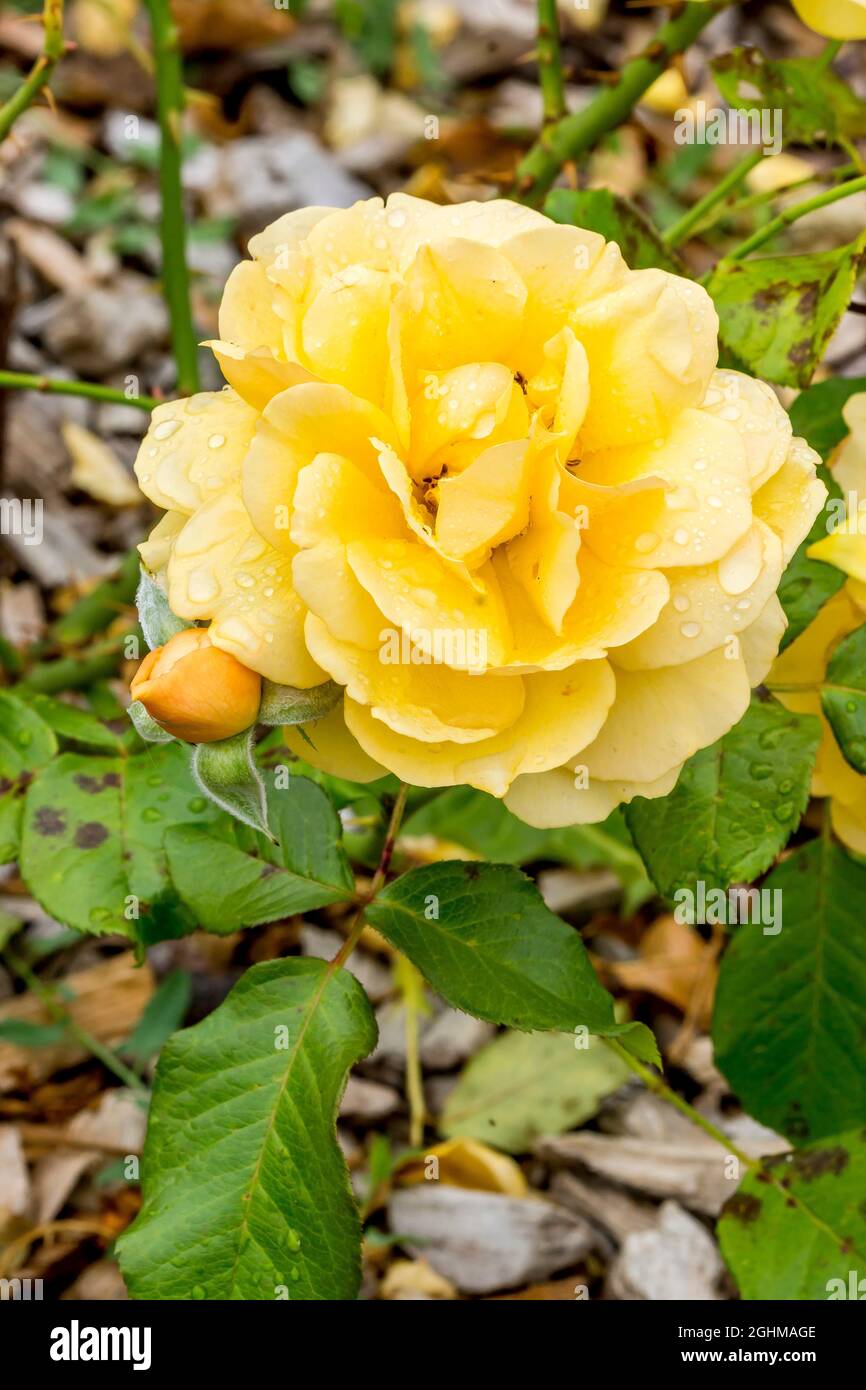 Rose tree 'Amber Queen' in bloom in a garden Stock Photo - Alamy