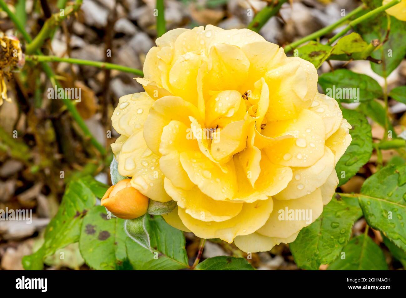 Amber queen rose hi-res stock photography and images - Alamy