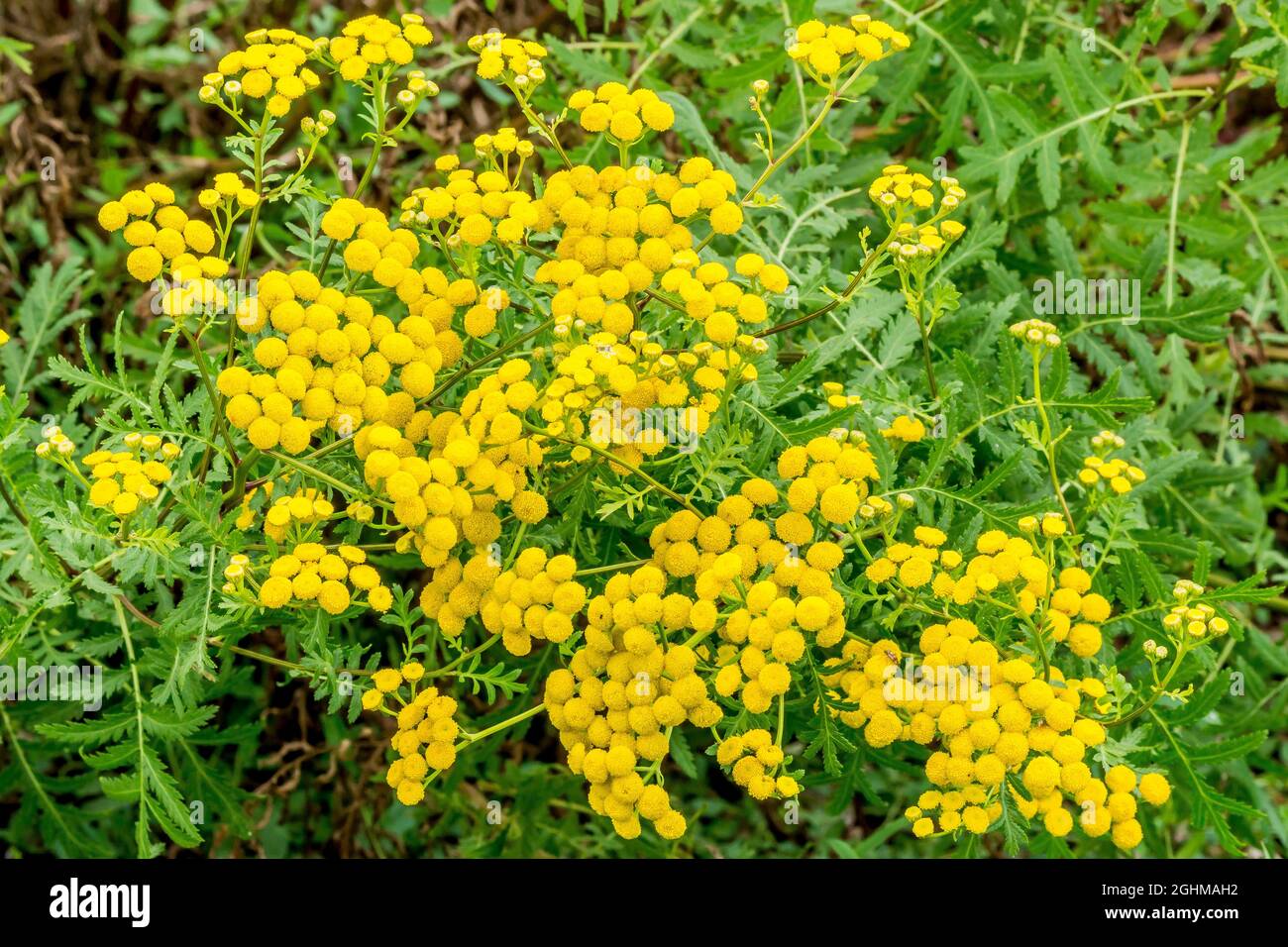 Chrysanthemum 'Isla Gold' in bloom in garden Stock Photo - Alamy