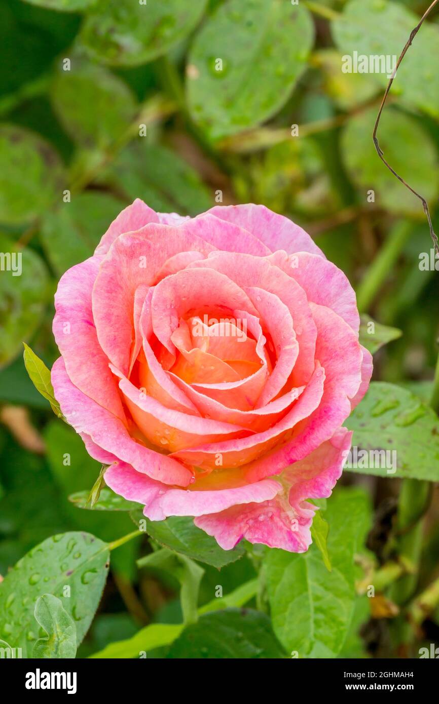 Elle flowers hi-res stock photography and images - Alamy