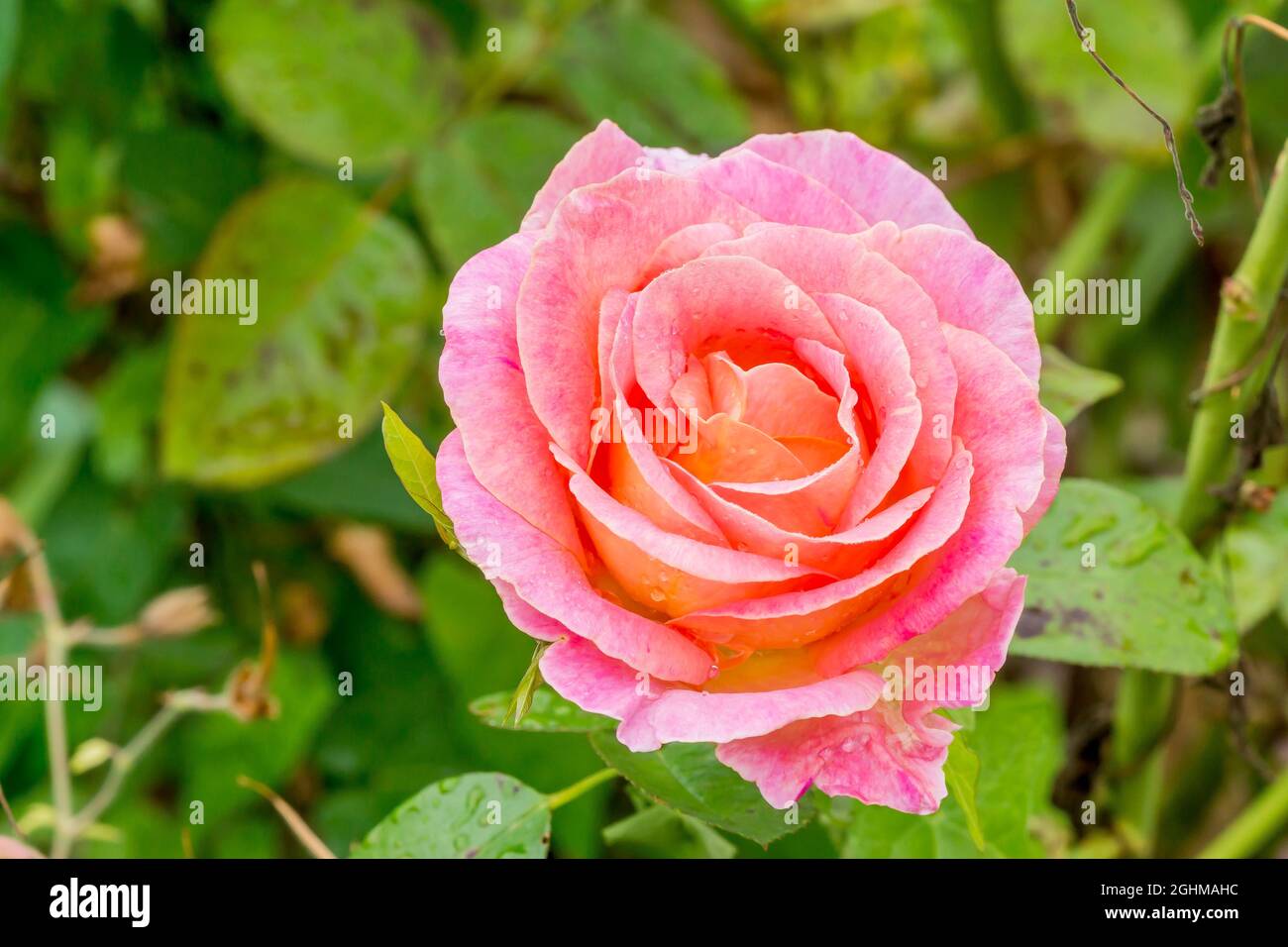 Rose tree 'Elle' in bloom in a garden Stock Photo - Alamy