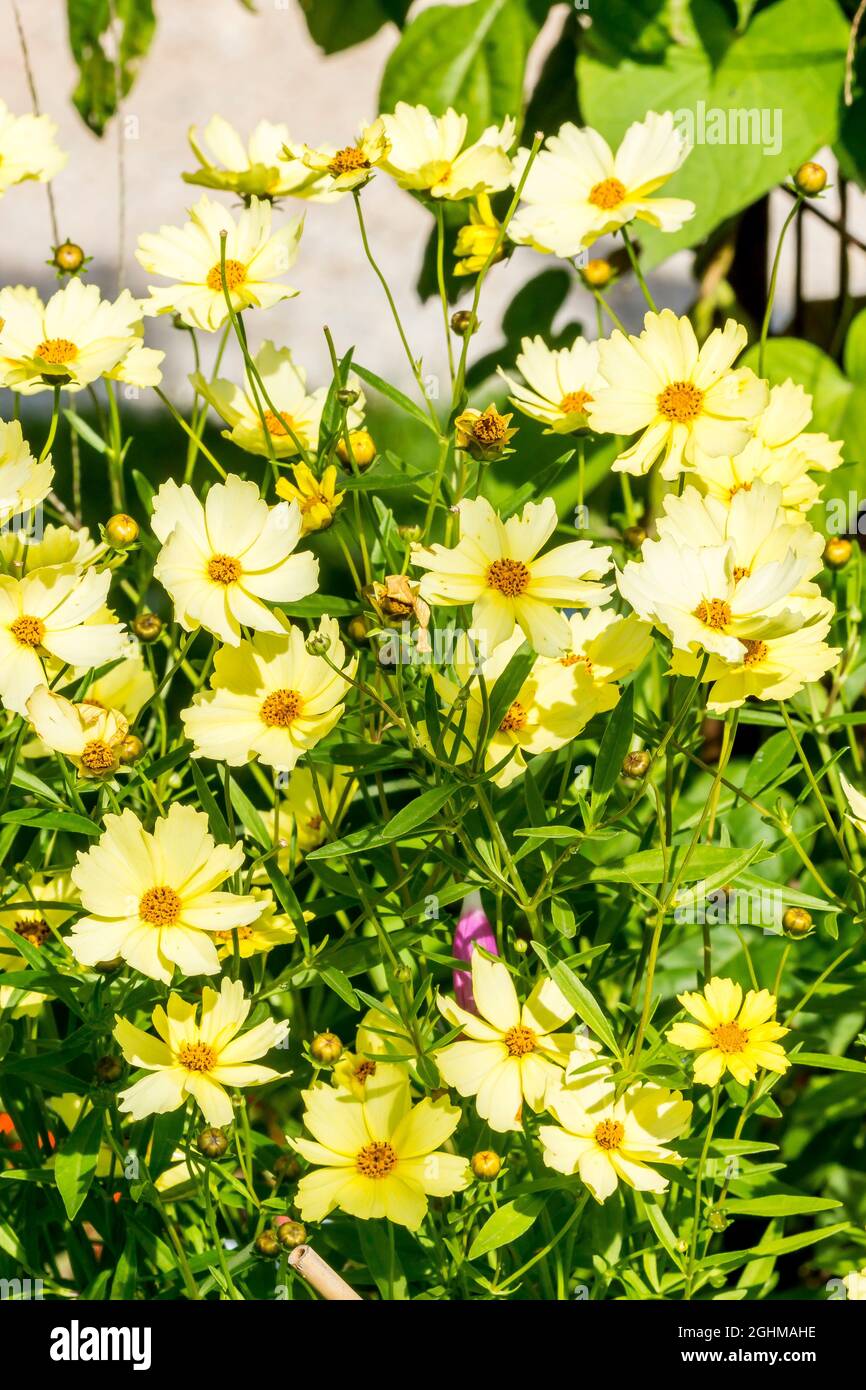 Coreopsis verticillata 'Full Moon' Stock Photo - Alamy