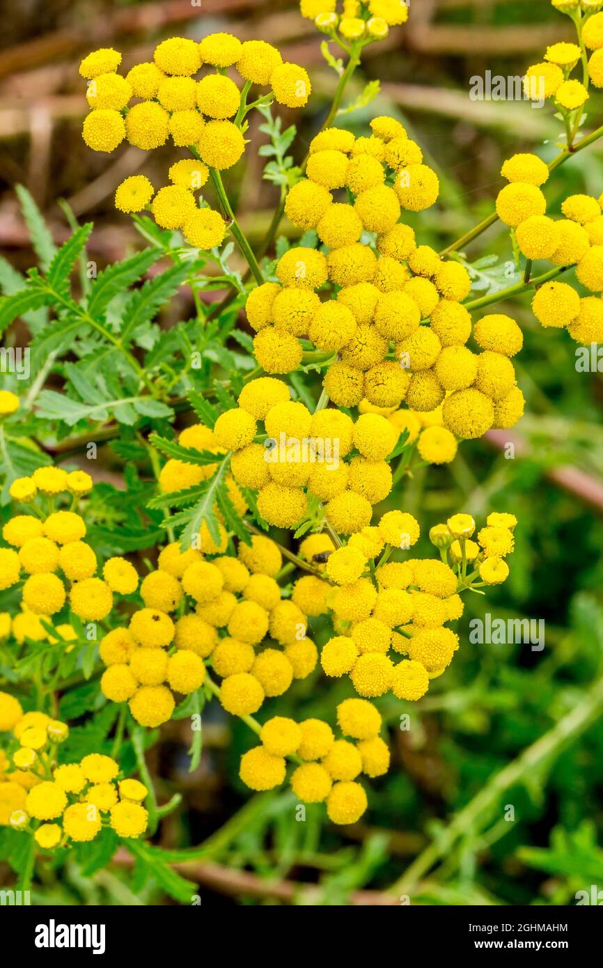 Chrysanthemum 'Isla Gold' in bloom in garden Stock Photo - Alamy