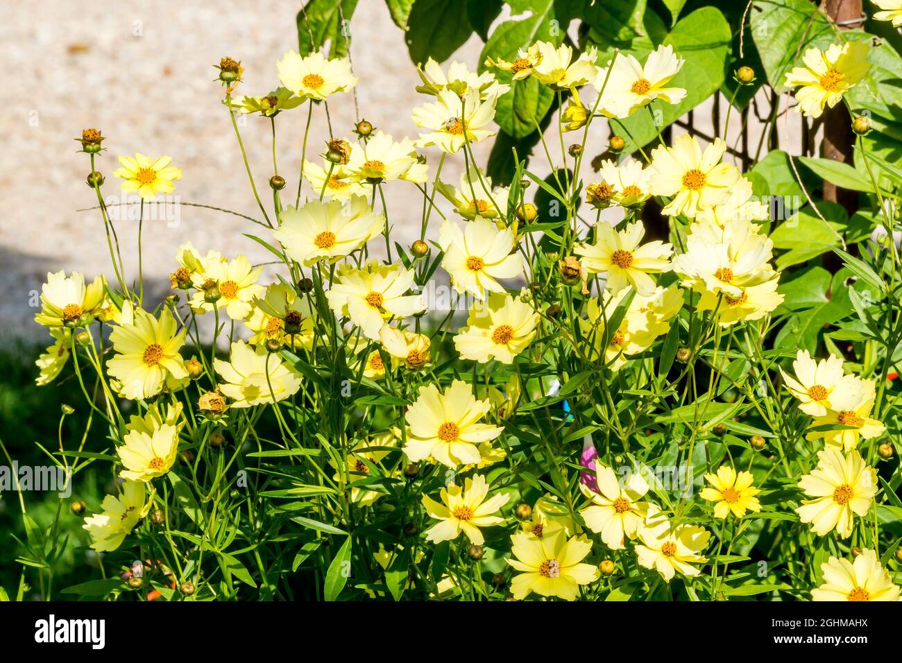 Coreopsis verticillata 'Full Moon' Stock Photo - Alamy