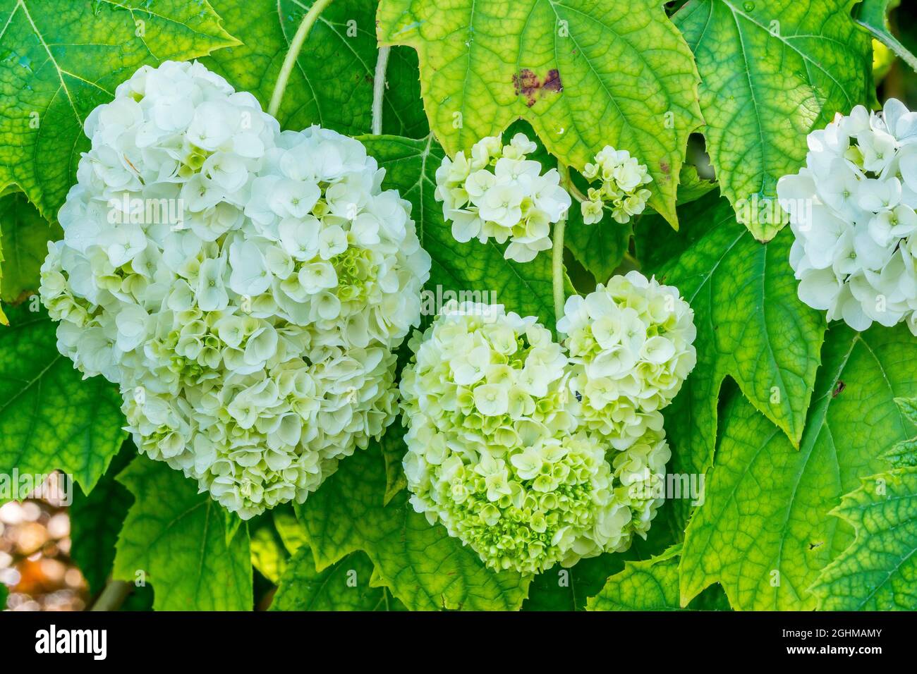 Hydrangea quercifolia 'Harmony' Stock Photo - Alamy