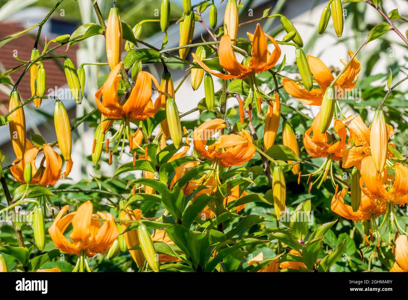 Henry's lily in bloom in a garden Stock Photo - Alamy