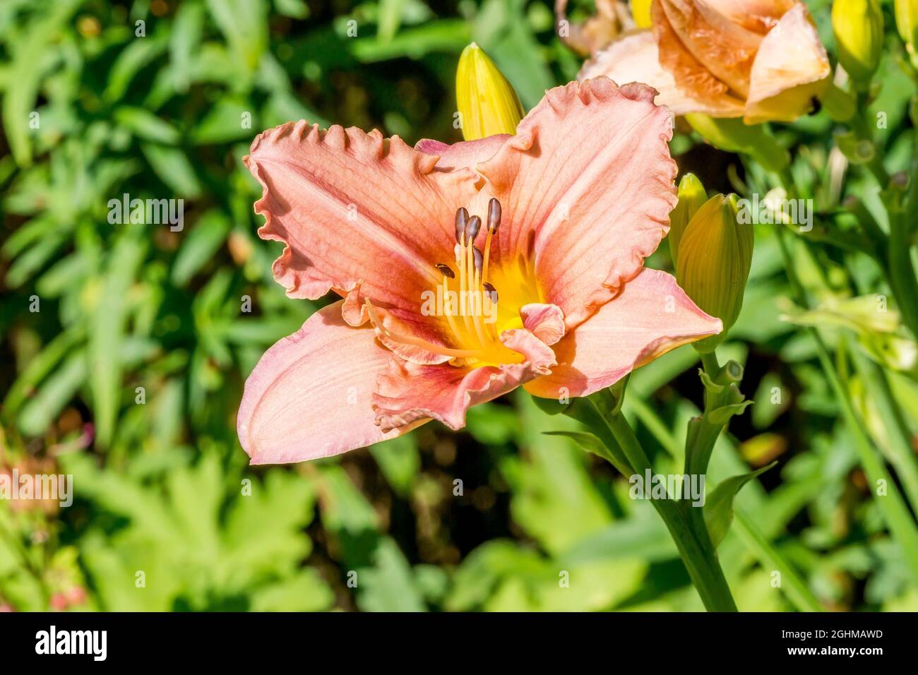 Hemerocallis 'Chicago Knobby' Stock Photo - Alamy