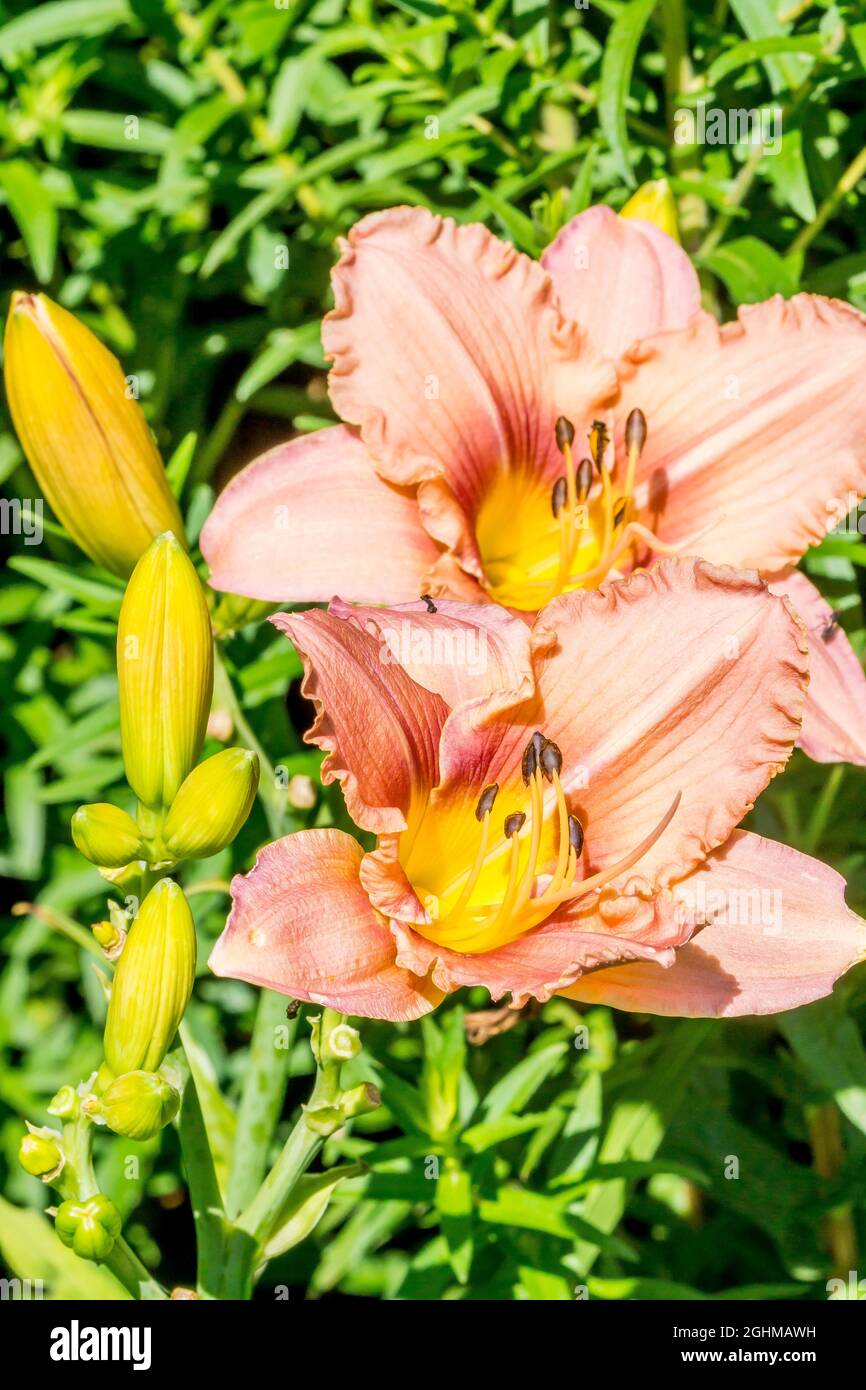 Hemerocallis 'Chicago Knobby' Stock Photo - Alamy