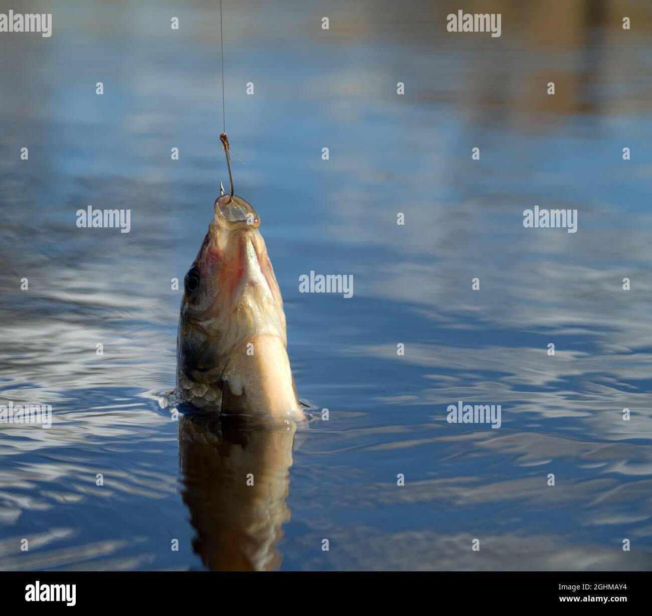 Fishing for carp on a cork float rod. The Northern reservoir and ...