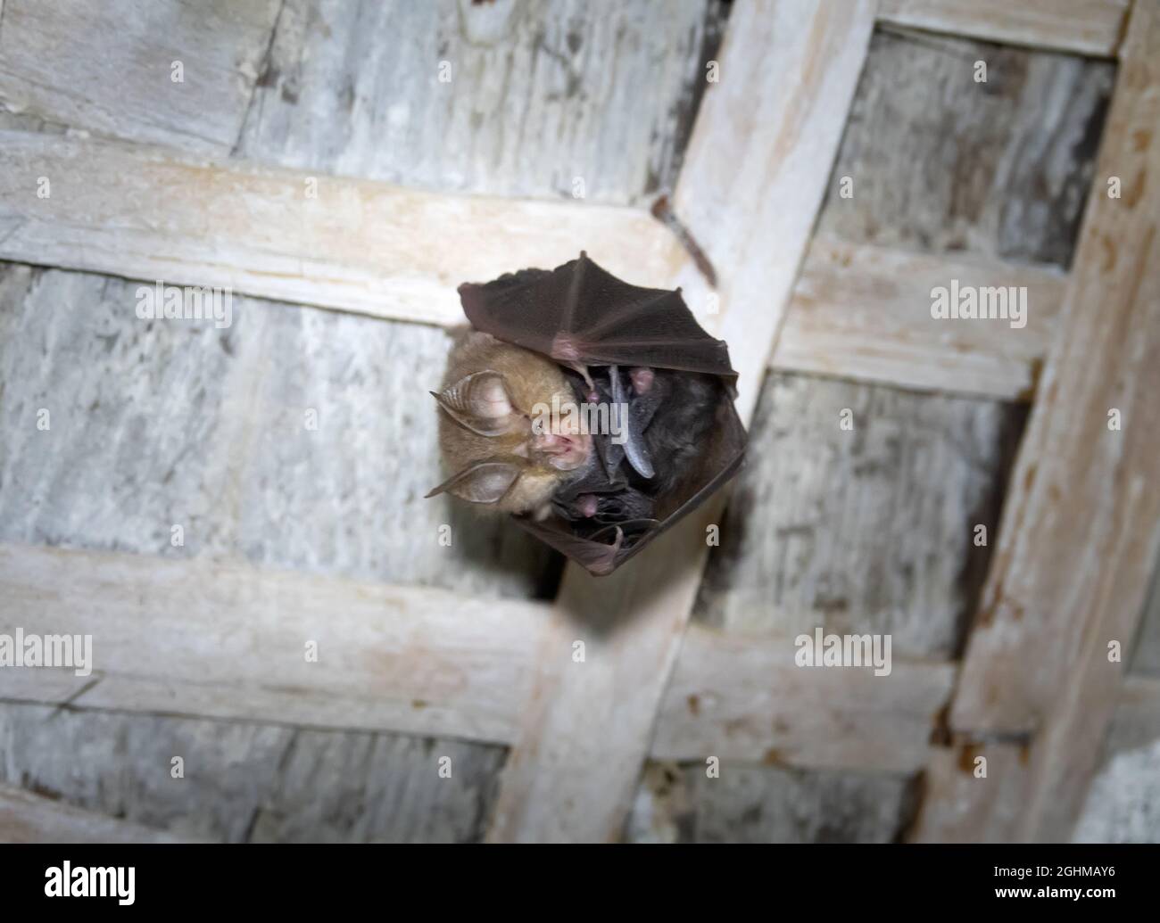 Greater horseshoe bat (Rhinolophus ferrumequinum) under the roof of an ...
