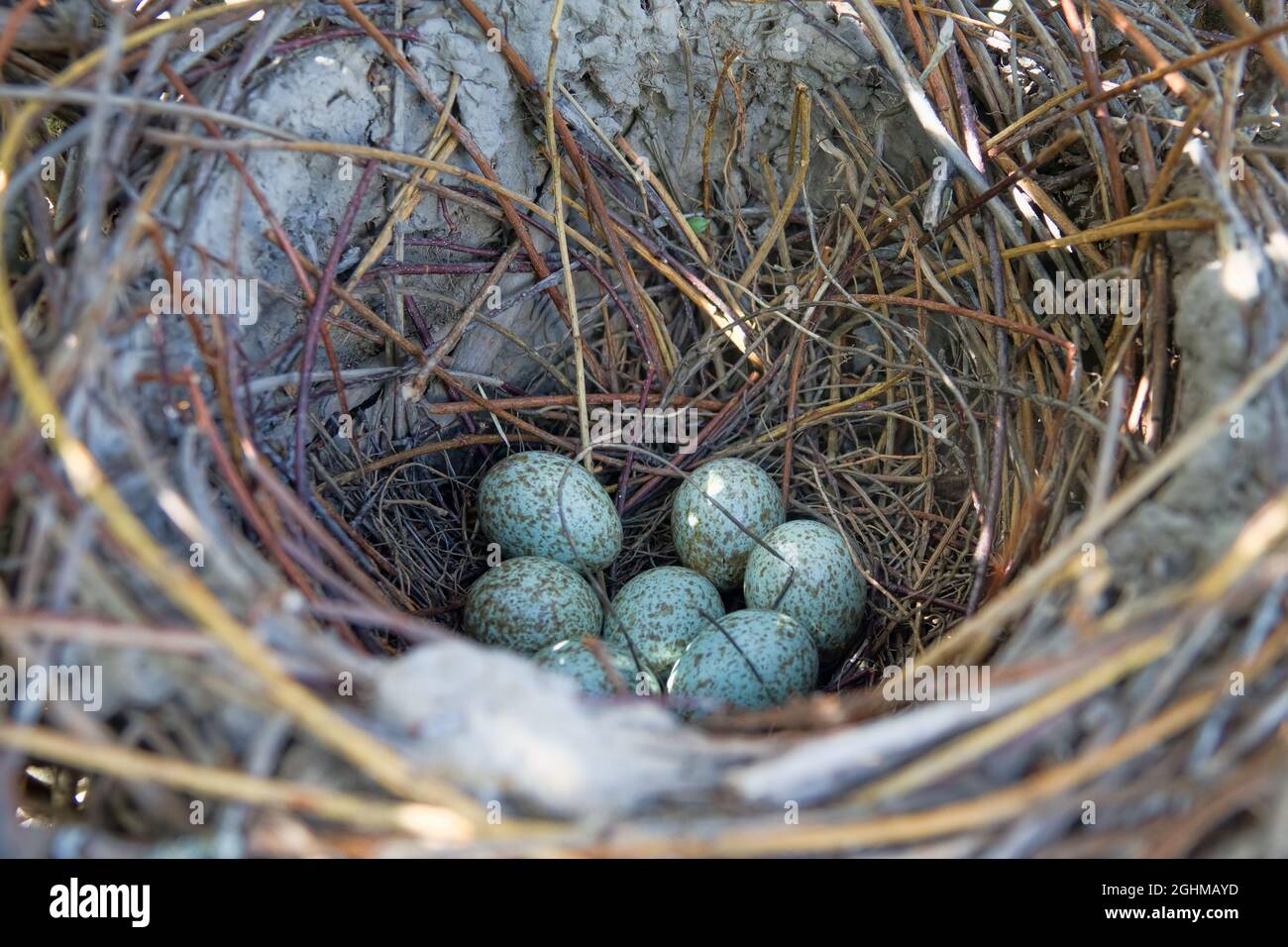 Magpie (Pica pica) nest is complex in structure. Massive elliptical ...
