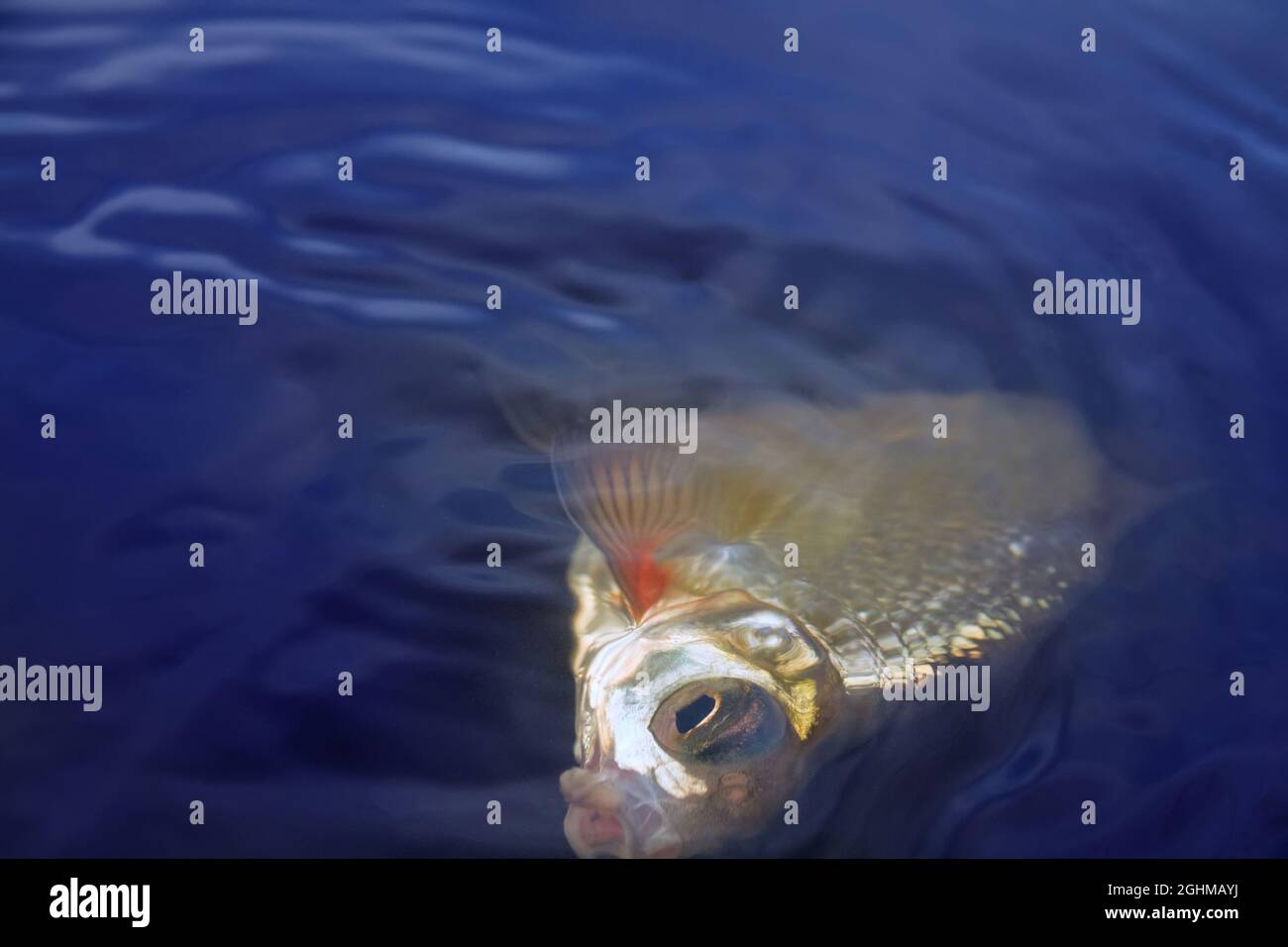 Dead fish on the surface of the lake - small bream. A dying, weakened ...