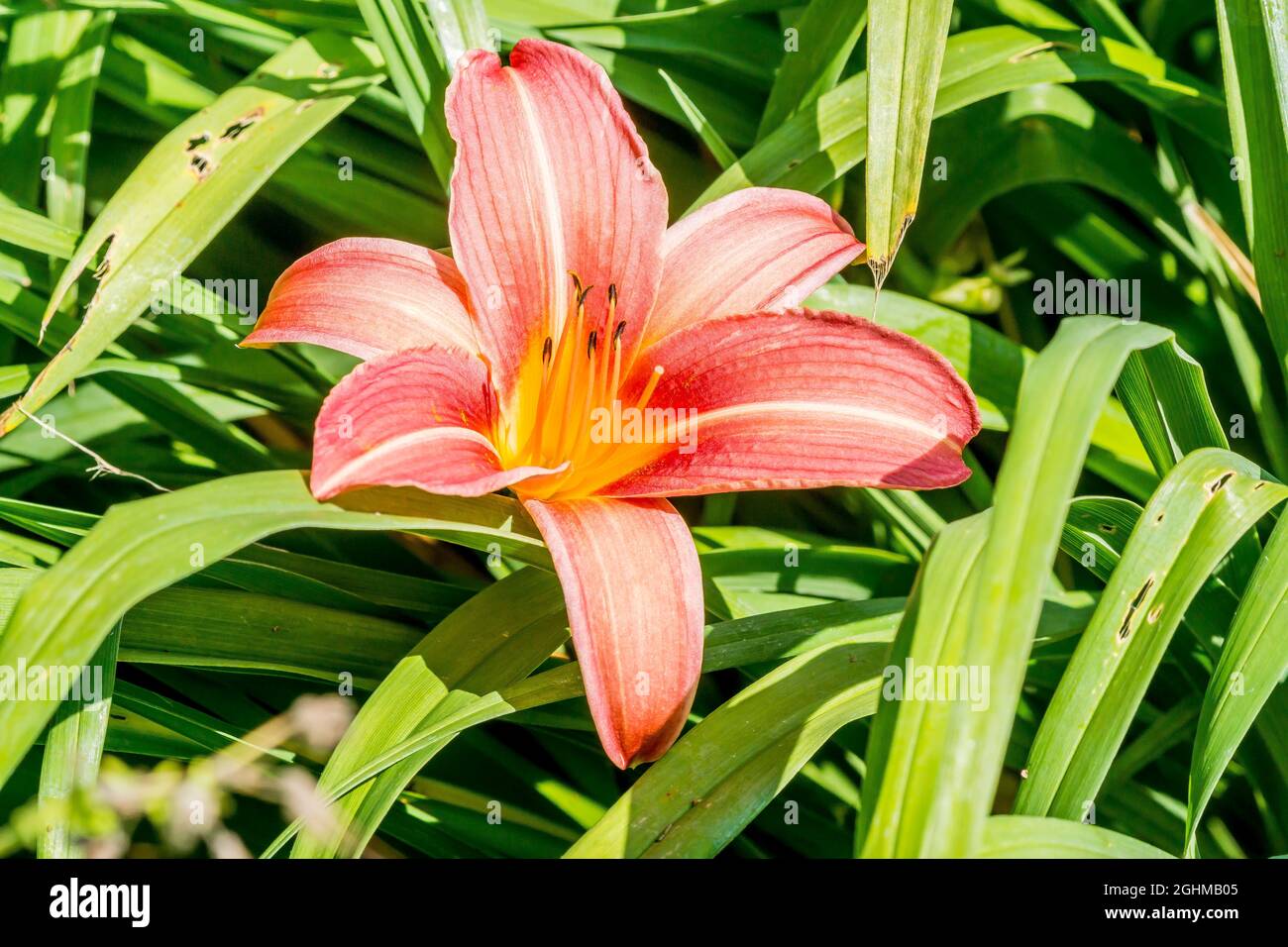 Hemerocalle 'Neyron Rose' in bloom in a garden Stock Photo - Alamy