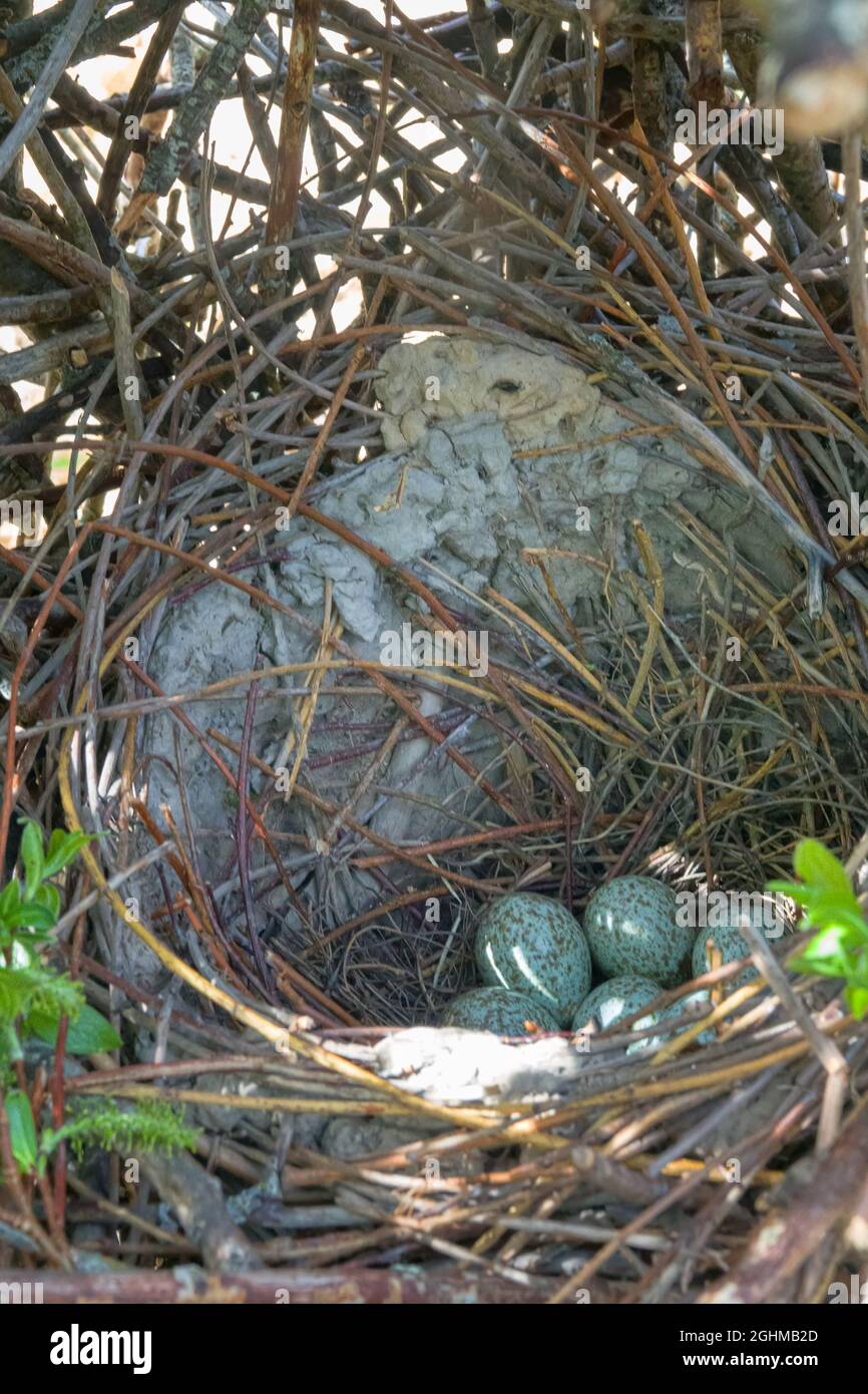 Magpie (Pica pica) nest is complex in structure. Massive elliptical ...