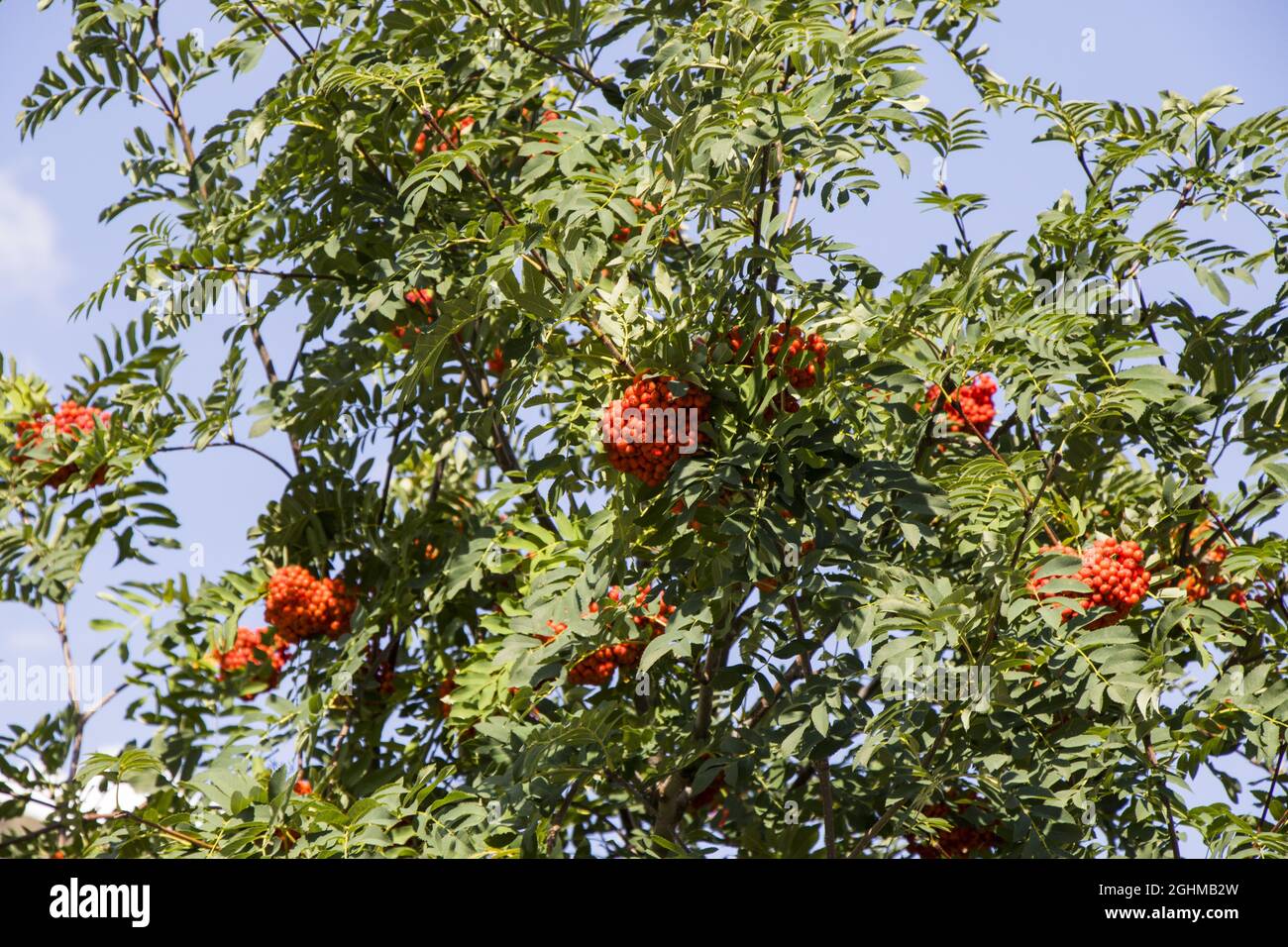 Rowan berry tree with red fruit in Khazbegi, Georgia. Raw fruit Stock ...
