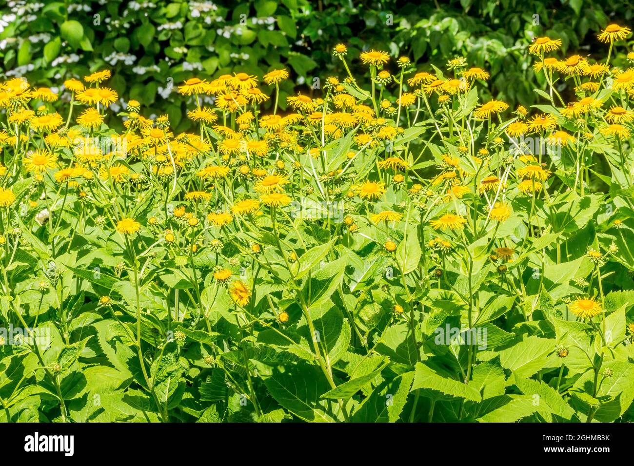 Inula magnifica ?Sonnenstrahl Stock Photo - Alamy