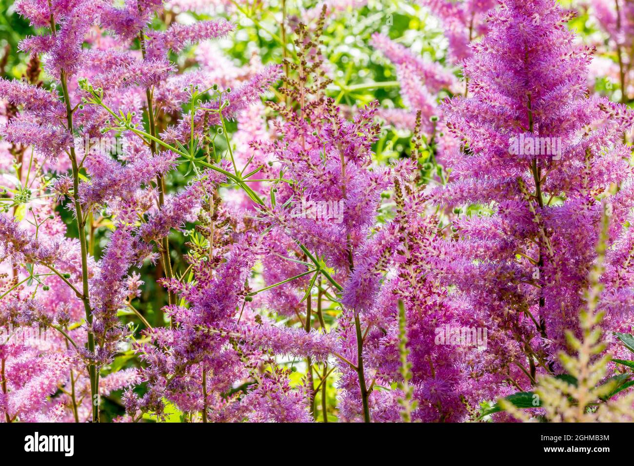 Astilbe arendsii 'Amethyst' Stock Photo - Alamy