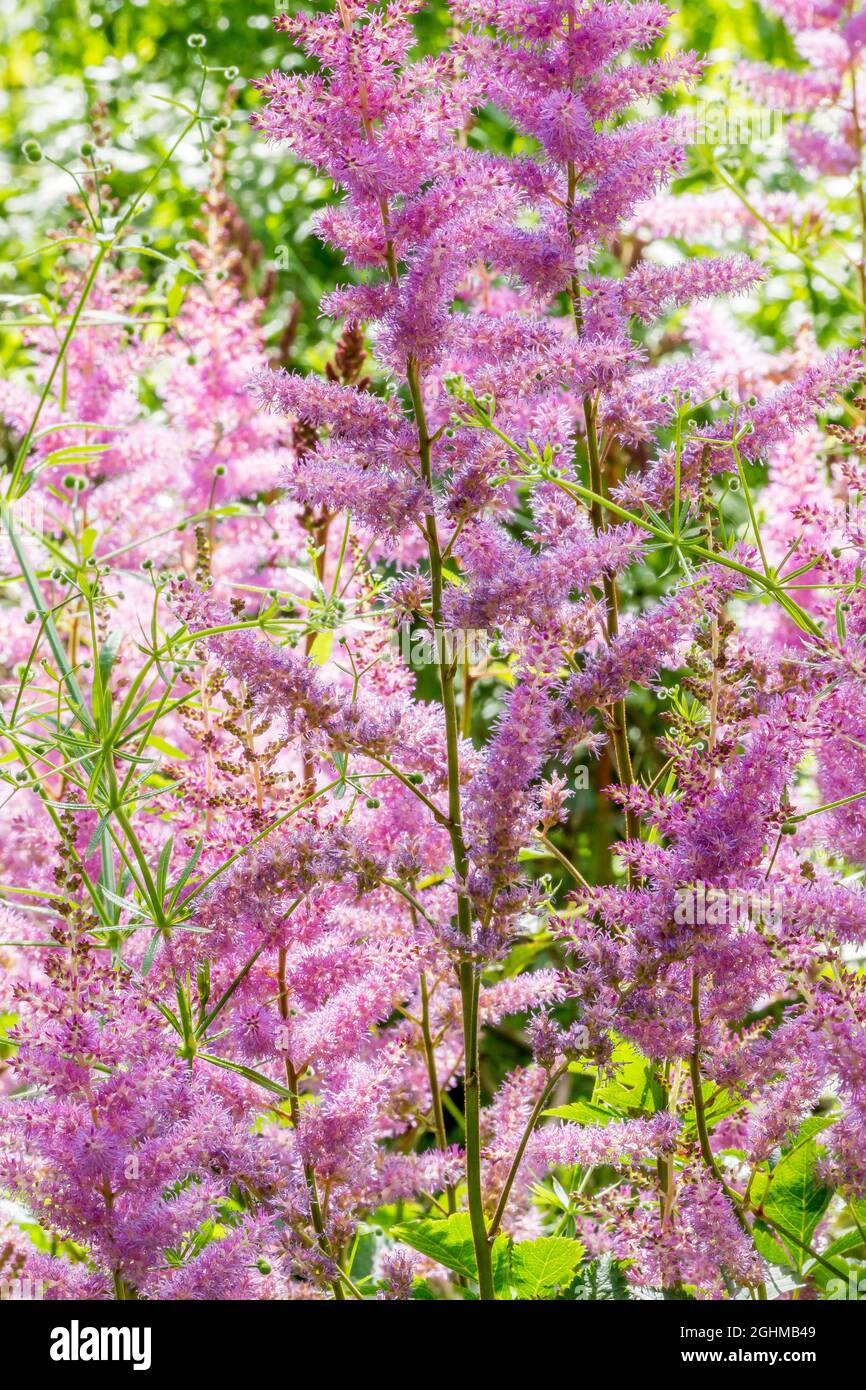 Astilbe arendsii 'Amethyst' Stock Photo - Alamy
