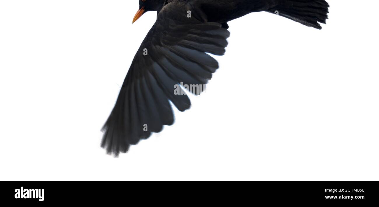 Half of a flying black bird. Hipped wing accent Stock Photo - Alamy