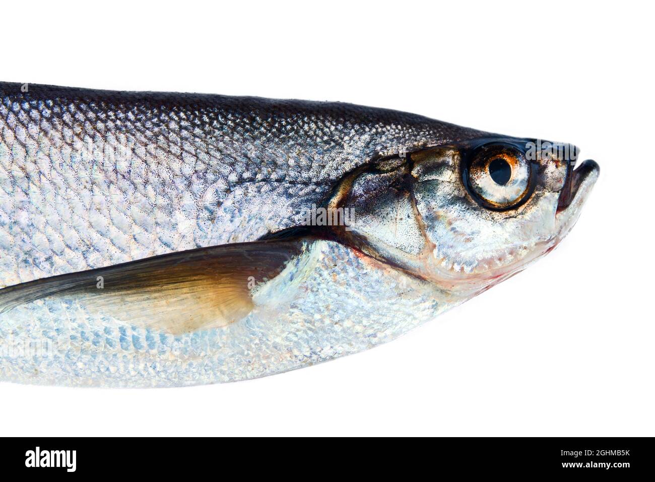 Sabrefish portrait hi-res stock photography and images - Alamy