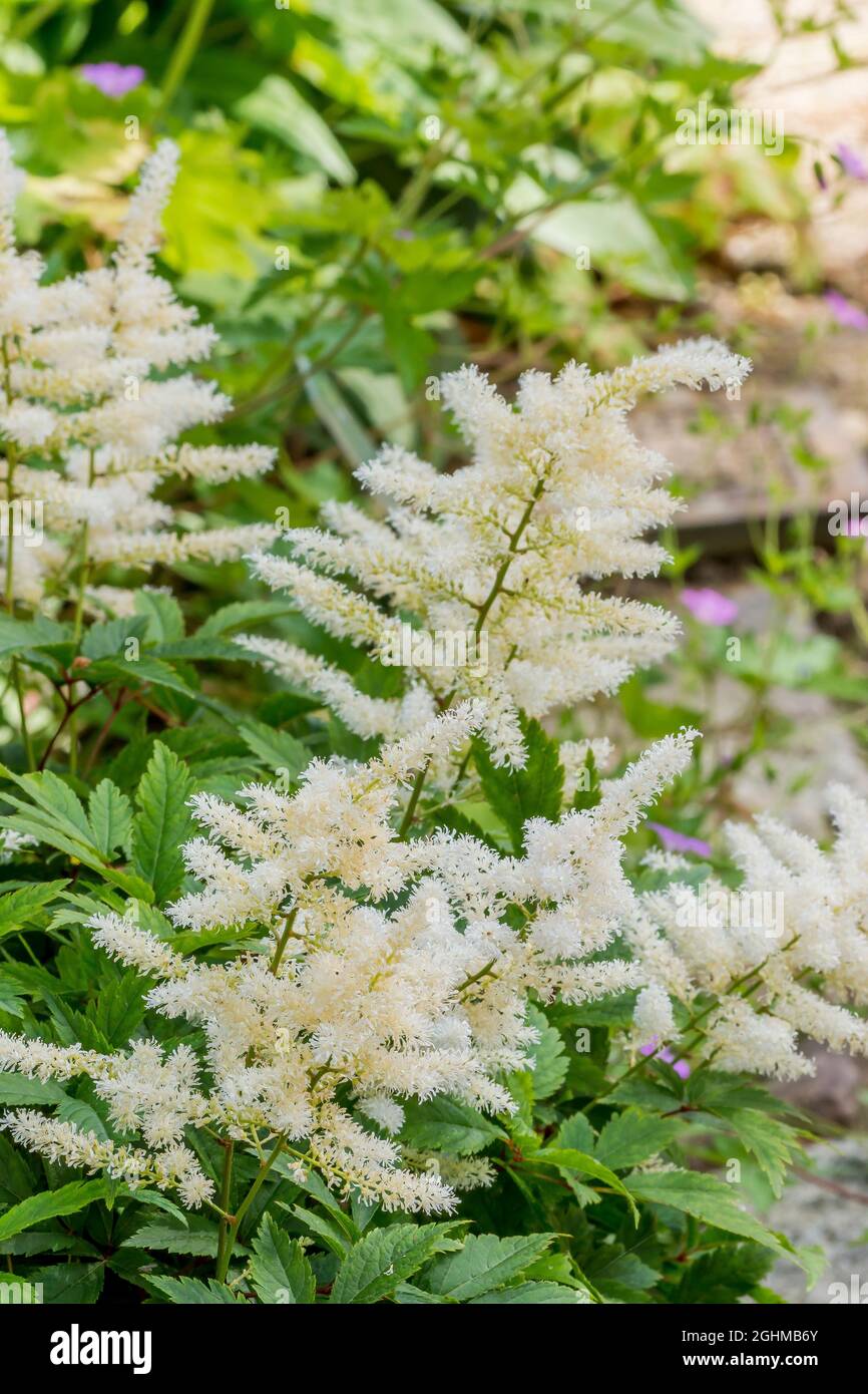 Astilbe simplicifolia 'Darwin's Snow Sprite' Stock Photo - Alamy