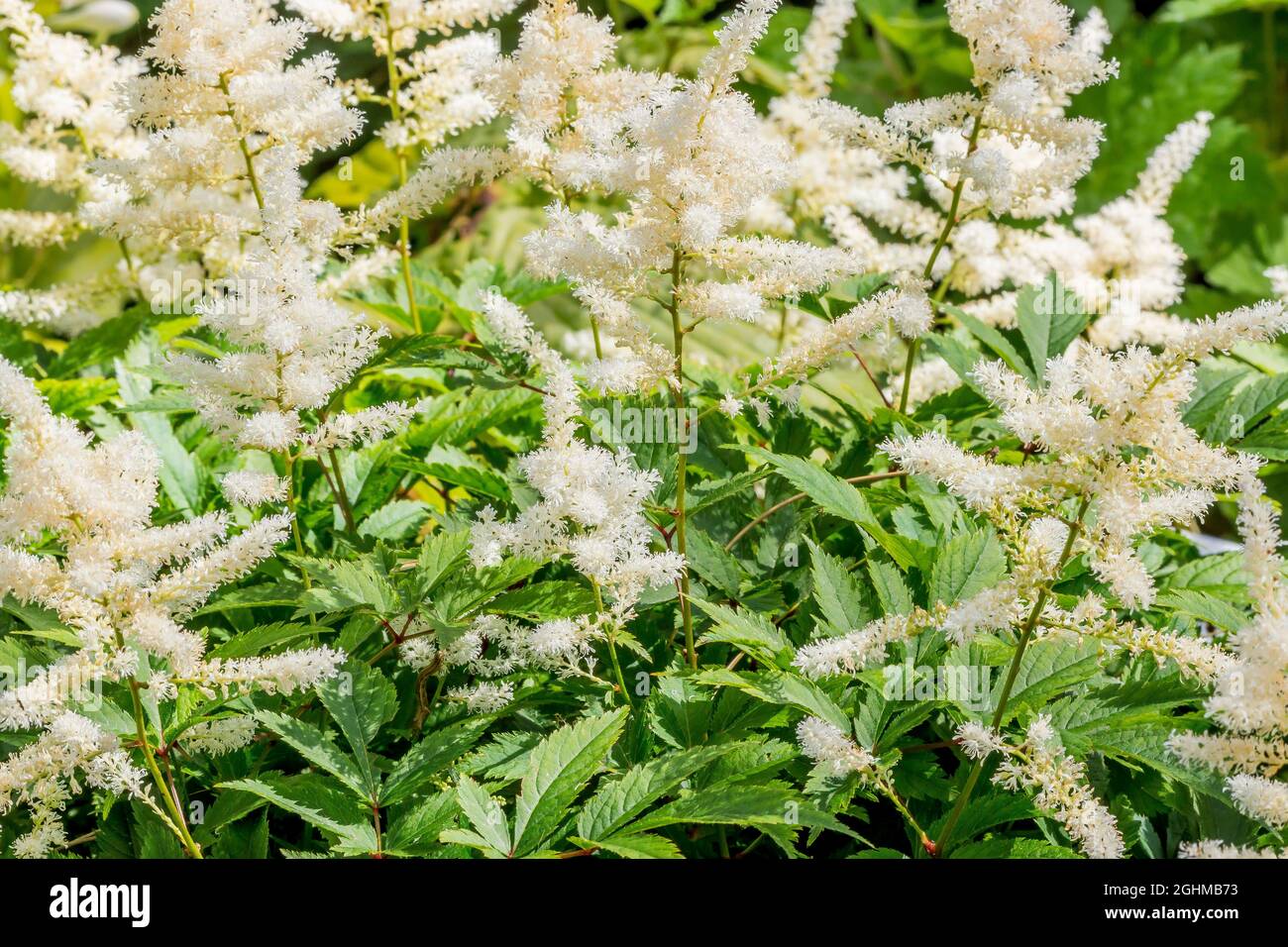 Astilbe simplicifolia 'Darwin's Snow Sprite' Stock Photo - Alamy